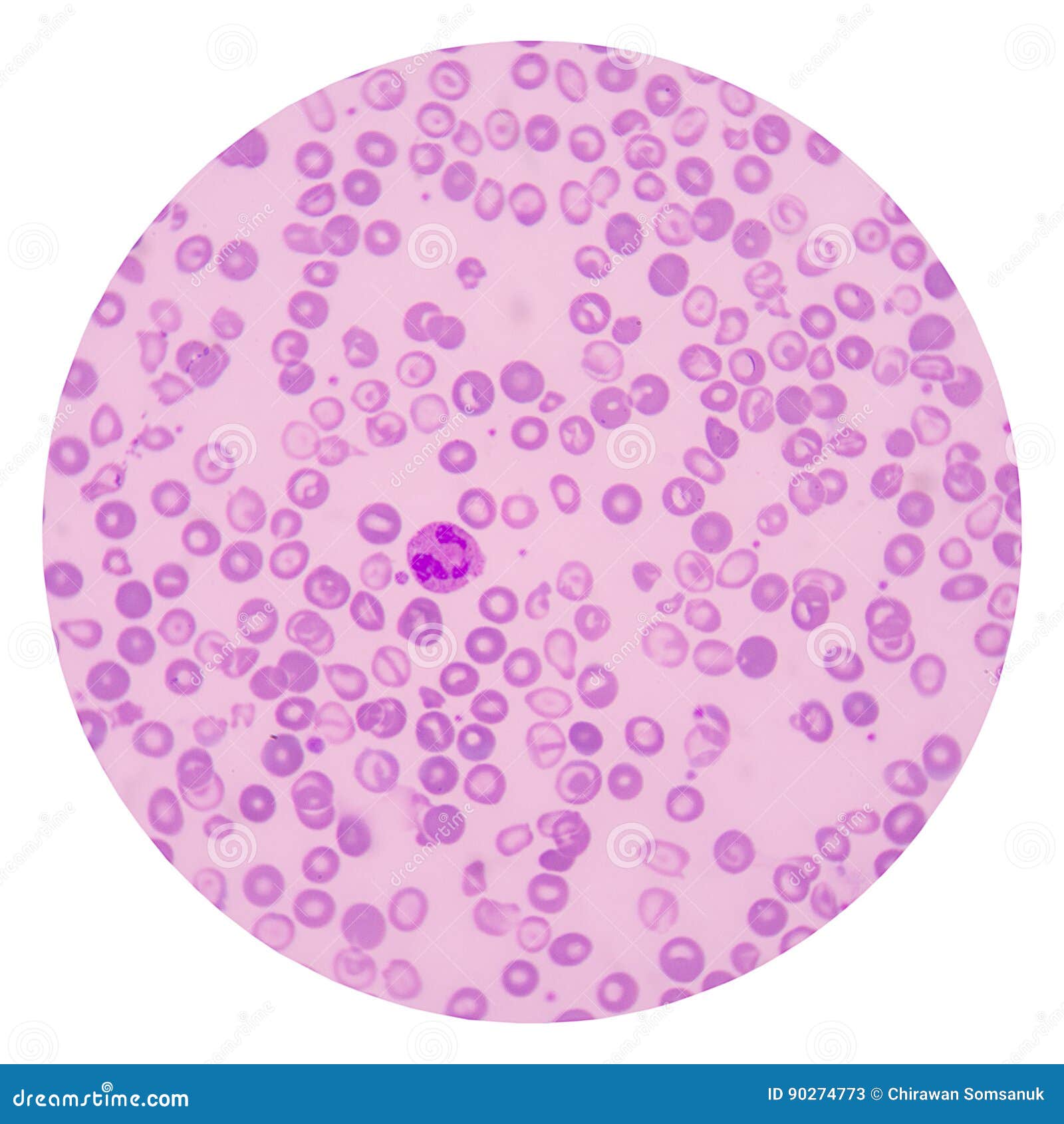 Red Blood Cells on White Background Stock Illustration - Illustration ...