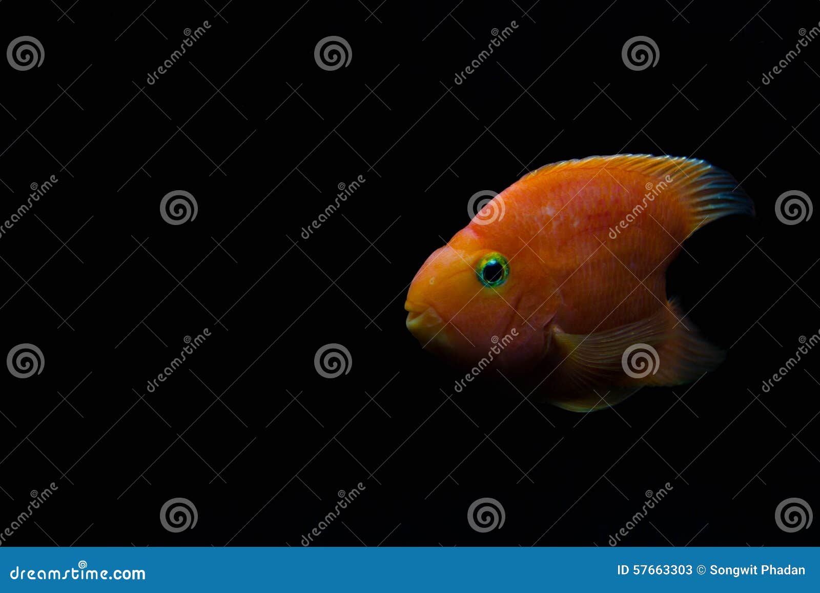 Red Blood Love Parrots Fish Stock Image - Image of colored, life: 57663303