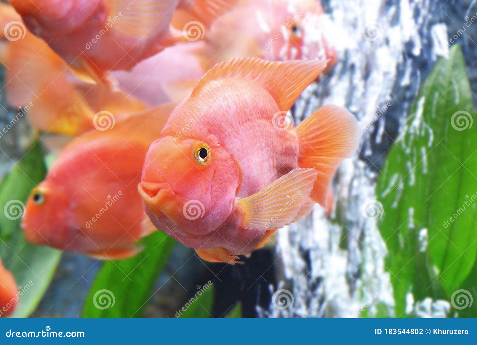 Red blood parrot fish stock photo. Image of blood, goldfish - 183544802
