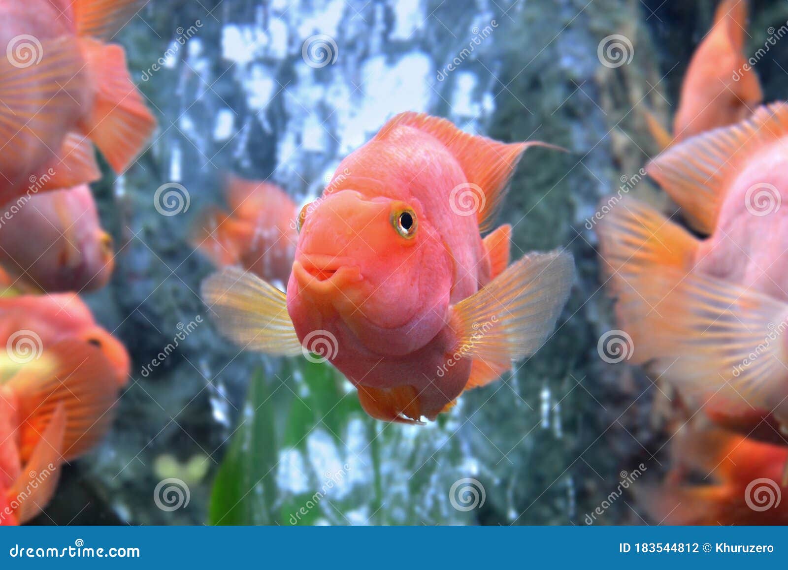 Blood Parrot Fish Royalty-Free Stock Image | CartoonDealer.com #1866346