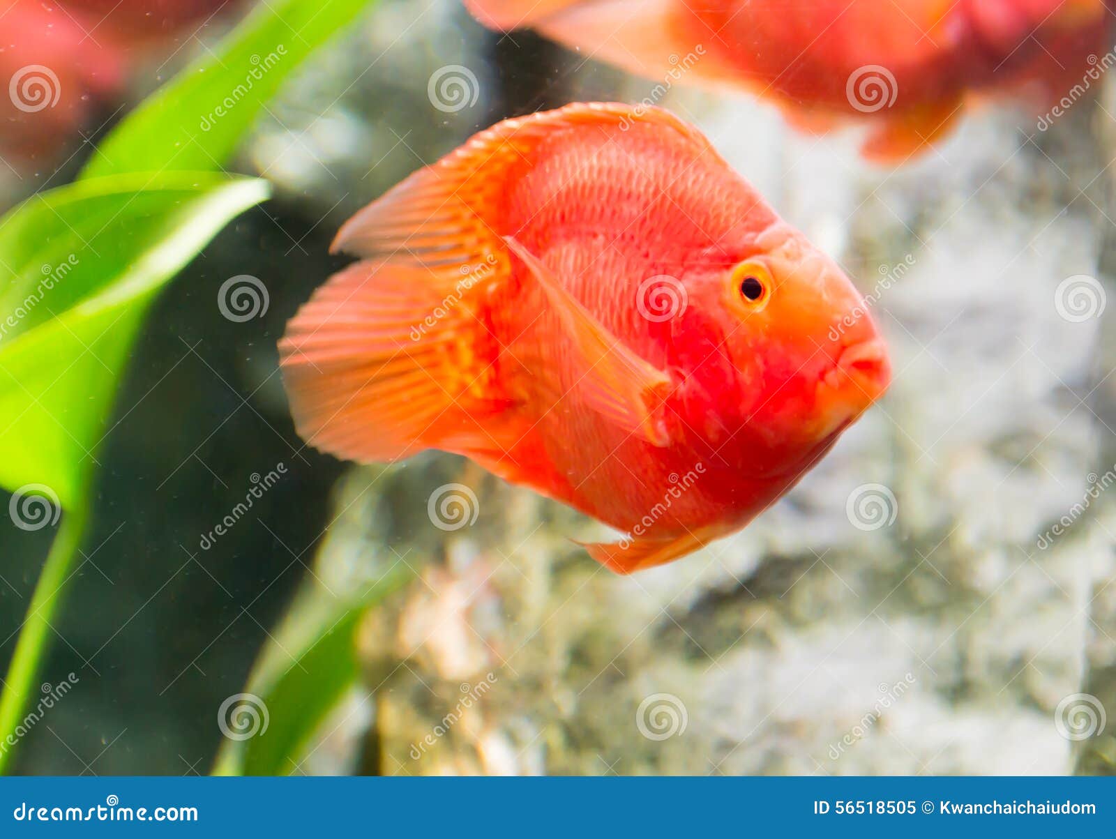 Red blood parrot fish stock image. Image of cichlid, bright - 56518505