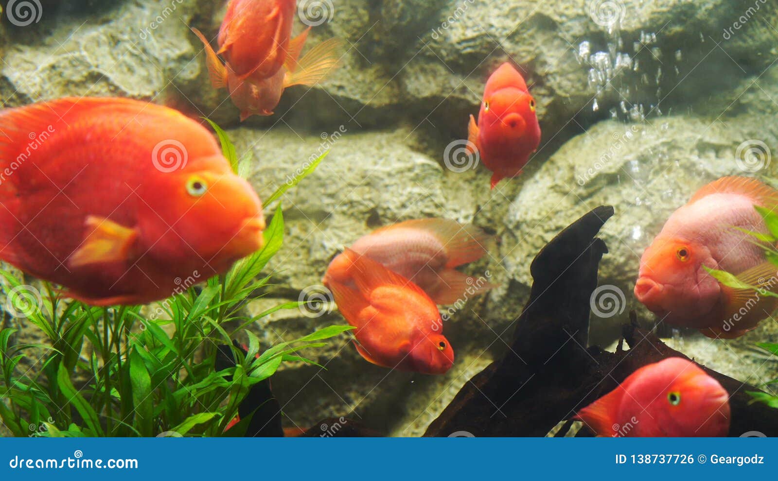 Red Blood Parrot Fish in Water Stock Footage - Video of hybrid, blood ...