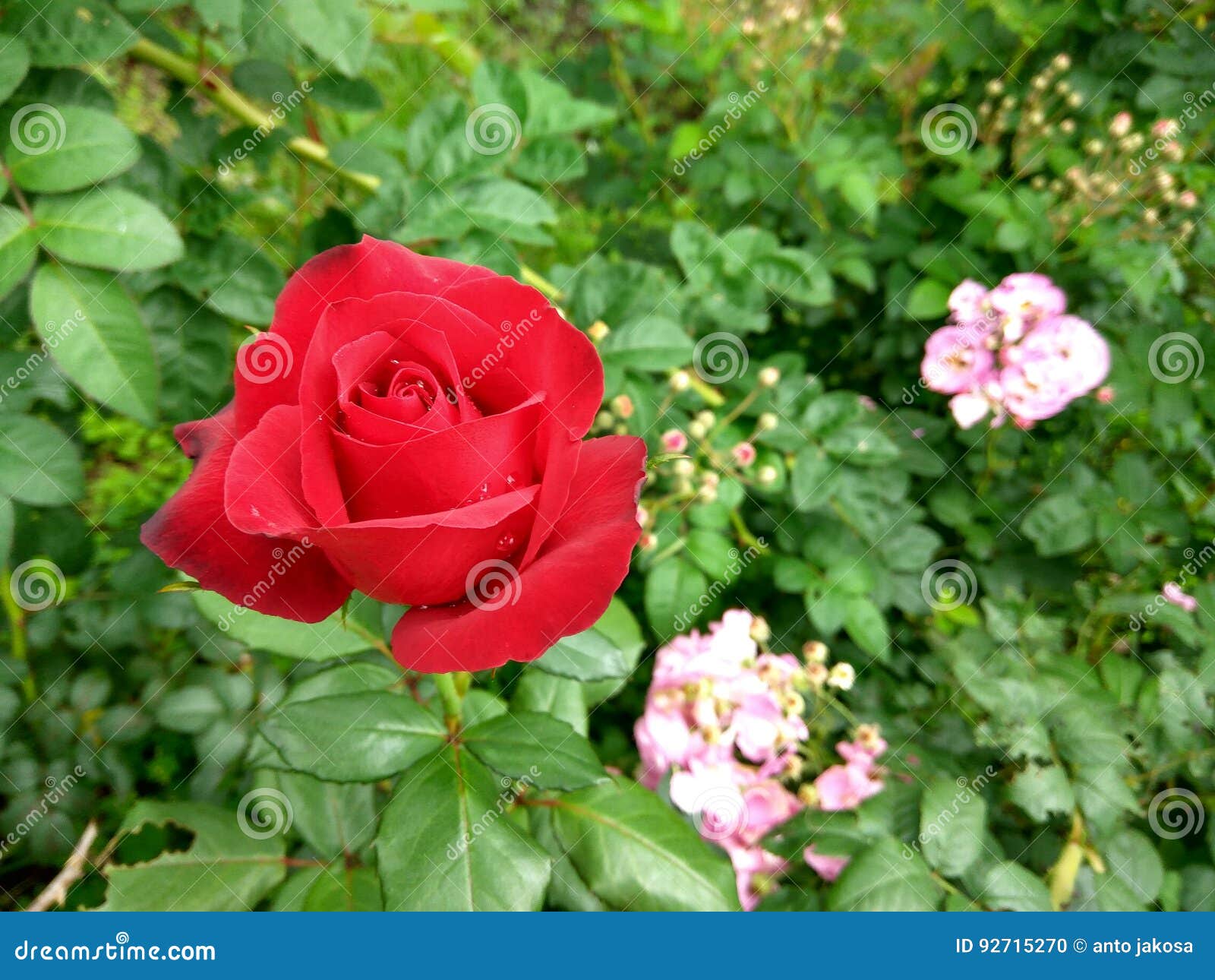 The red blood rose stock photo. Image of rose, naturally - 92715270