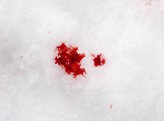 Red blood on the snow stock image. Image of season, track - 90383997
