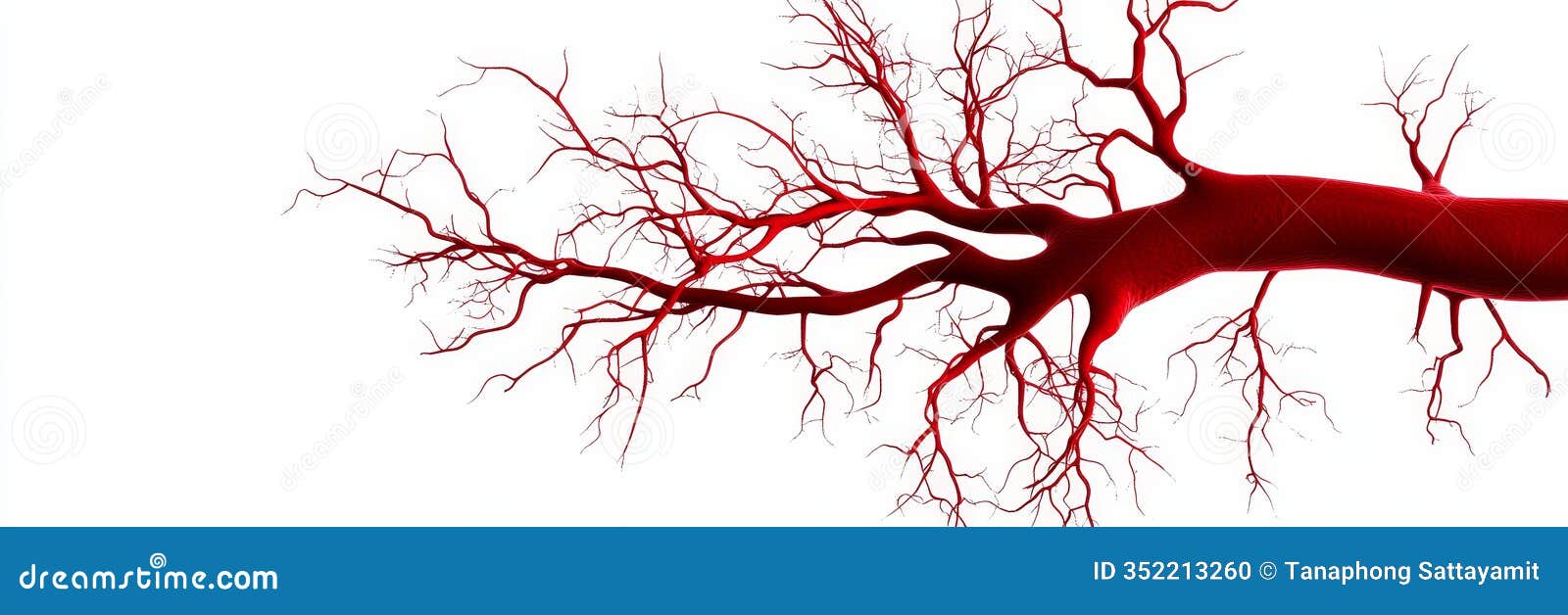 Red Blood Vessel Network Abstract Image of a Branching Red Vessel ...