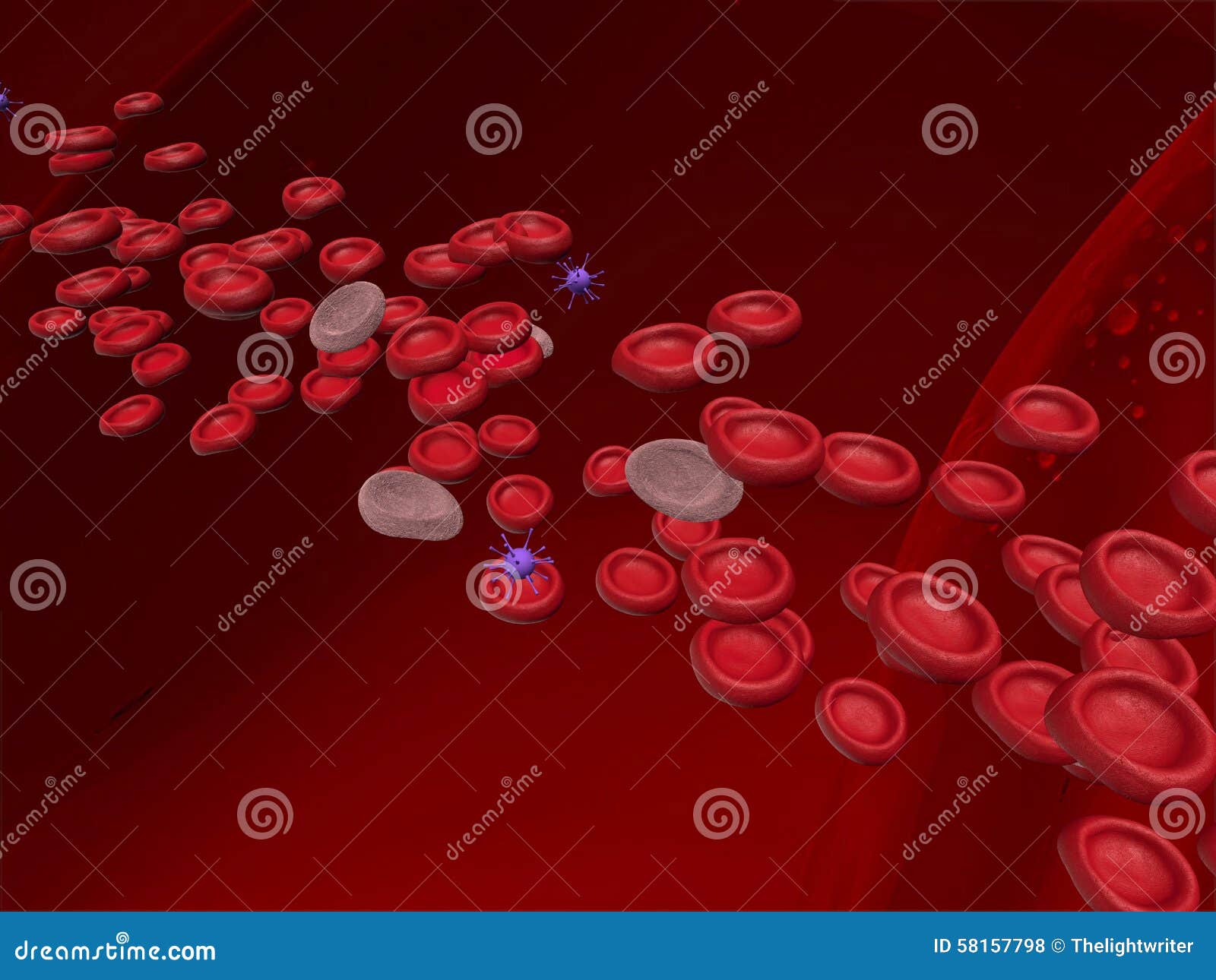 Red Bloodcells Flowing Throw an Artery Stock Photo - Image of ...