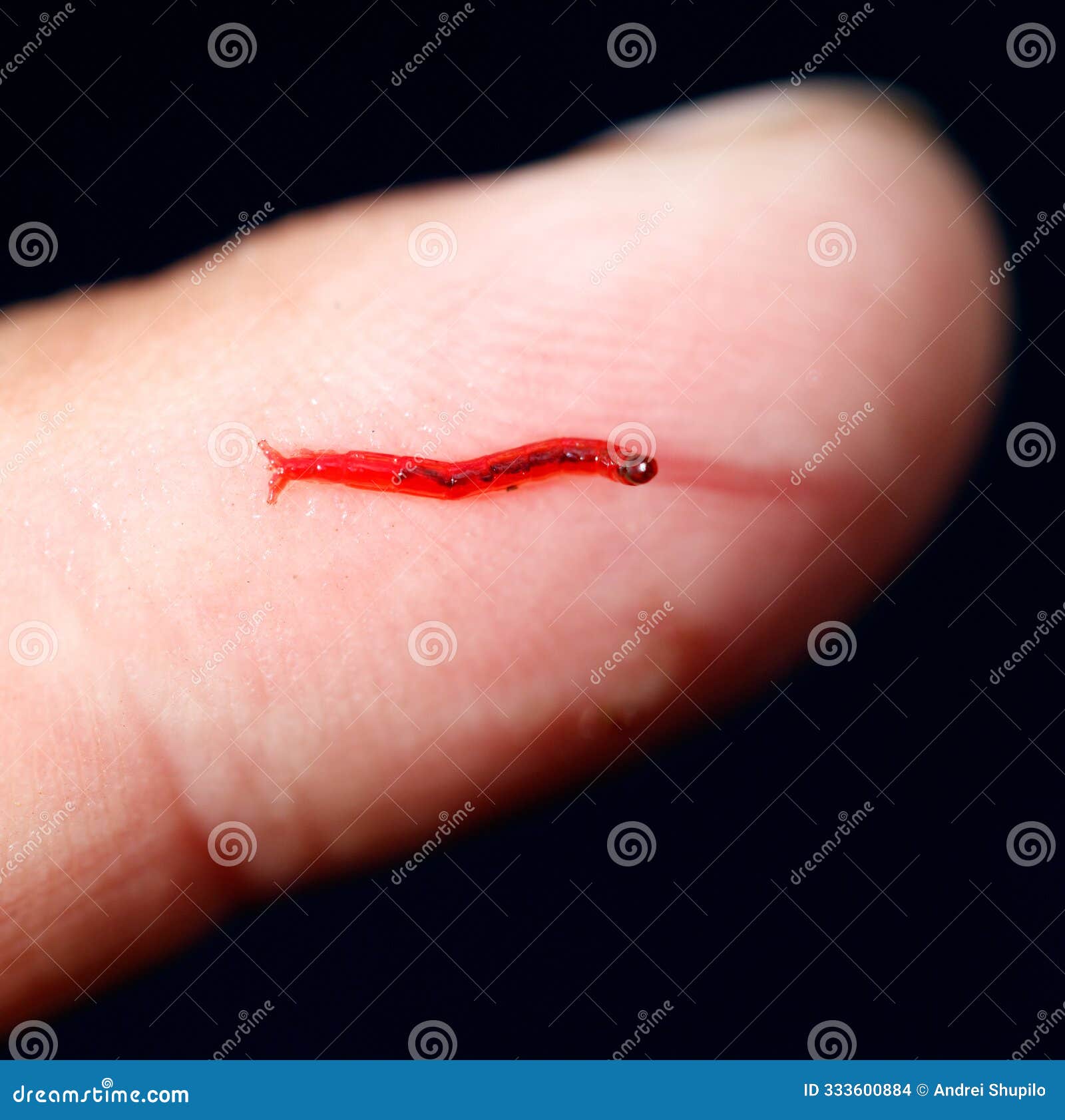 Red Bloodworm on the Finger. Macro Stock Photo - Image of feeding, live ...