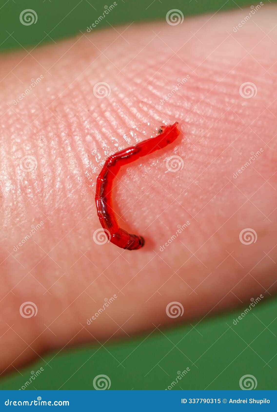 Dry Bloodworm, Mosquito Larva Chironomus Plumosus Also Known As The ...