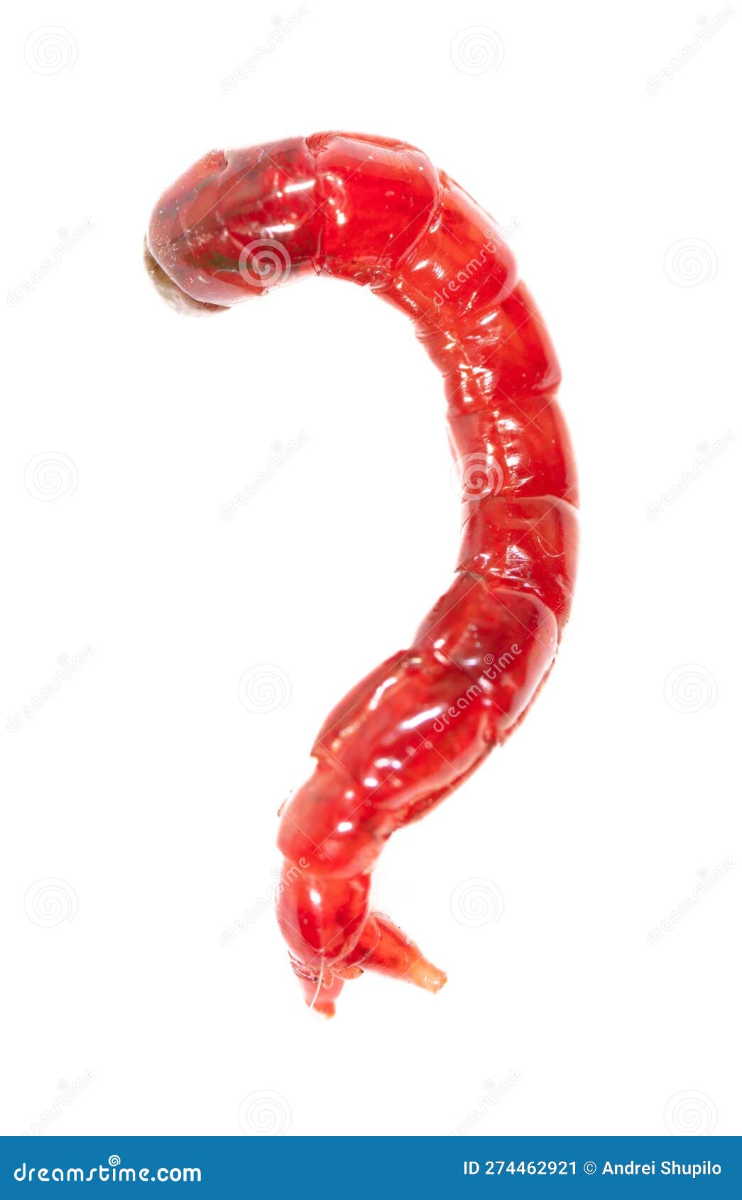 Red Bloodworm Isolated on White Background. Macro Stock Image - Image ...