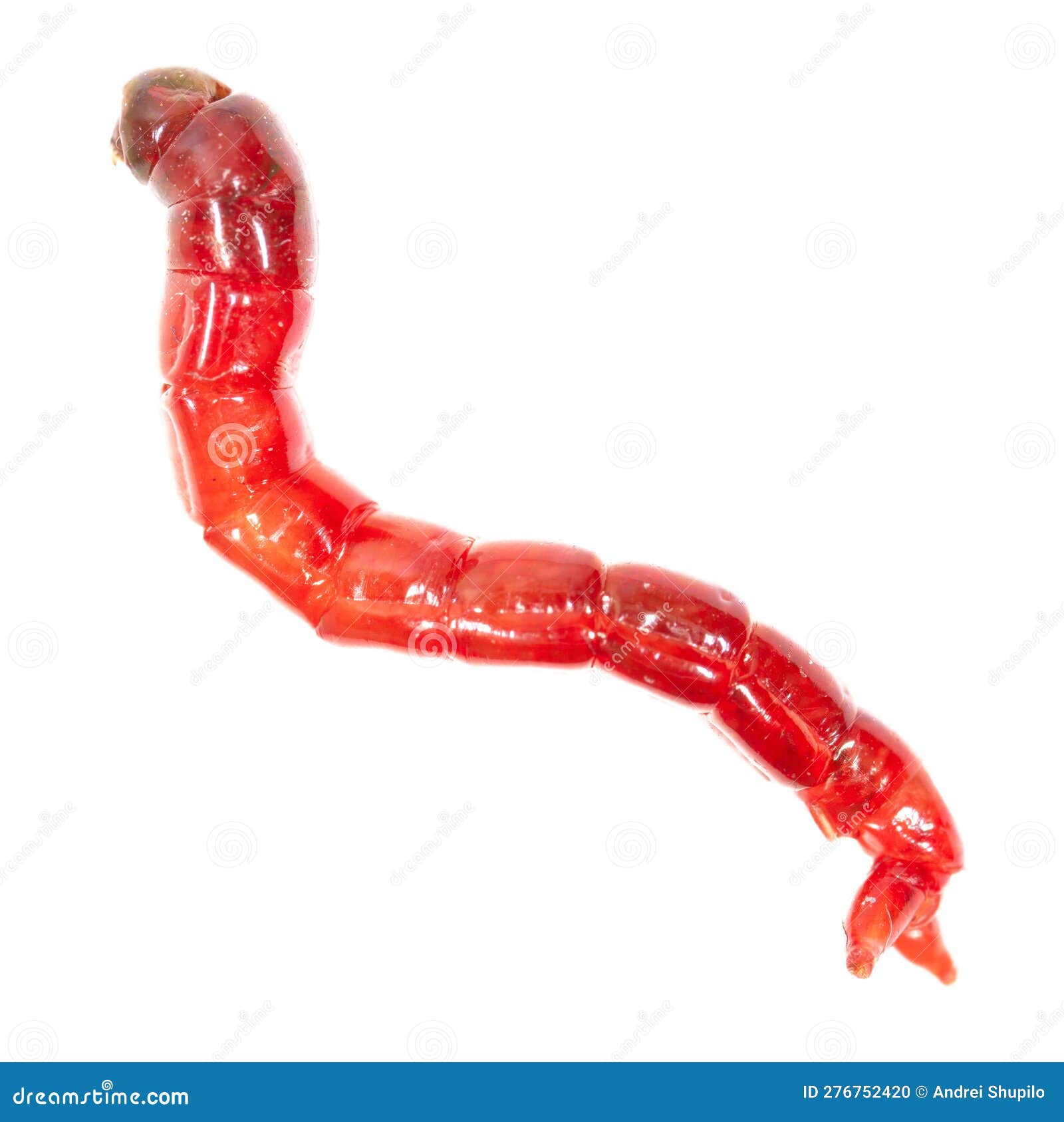 Red Bloodworm Isolated on White Background. Macro Stock Photo - Image ...