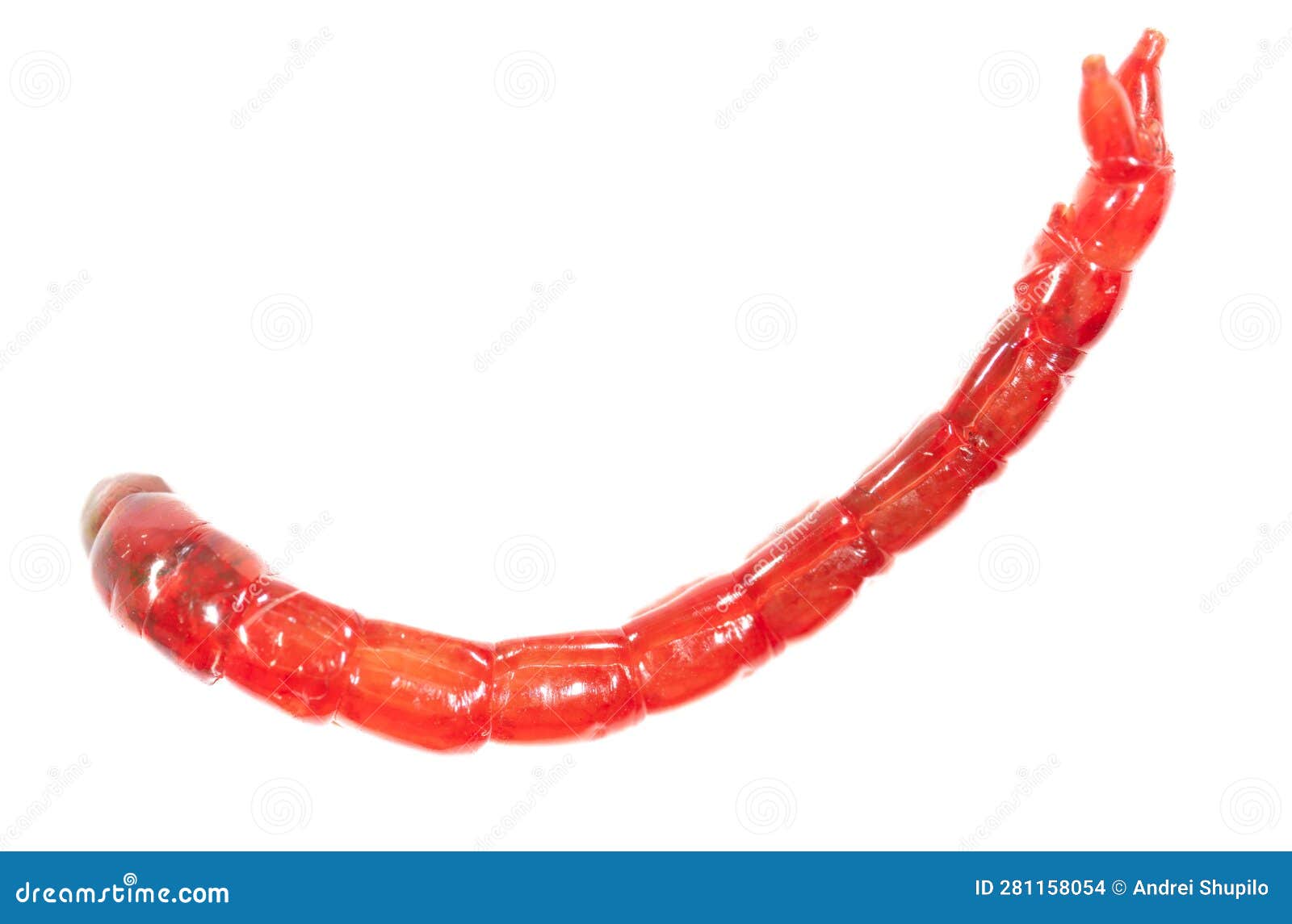 Red Bloodworm Isolated on White Background. Macro Stock Photo - Image ...