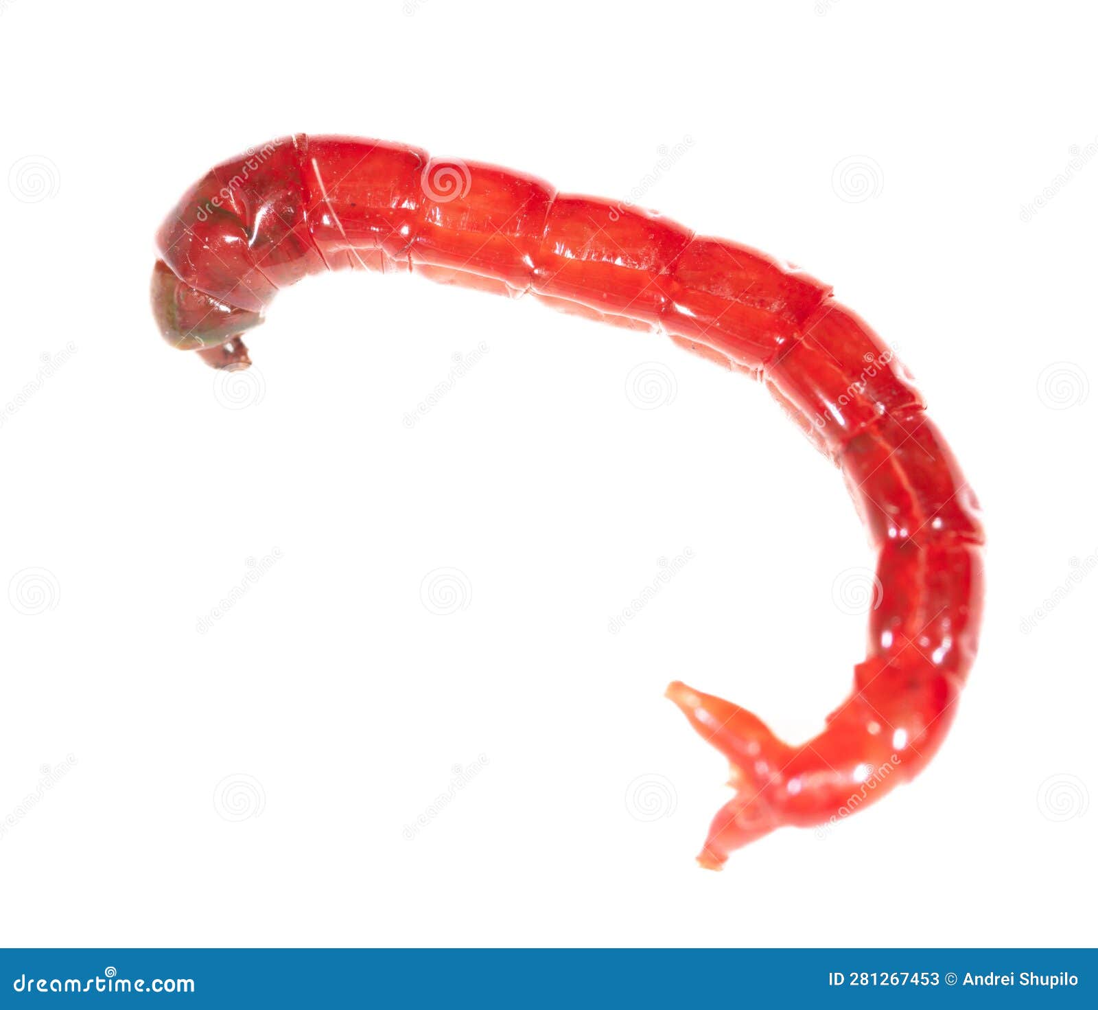 Red Bloodworm Isolated on White Background. Macro Stock Image - Image ...