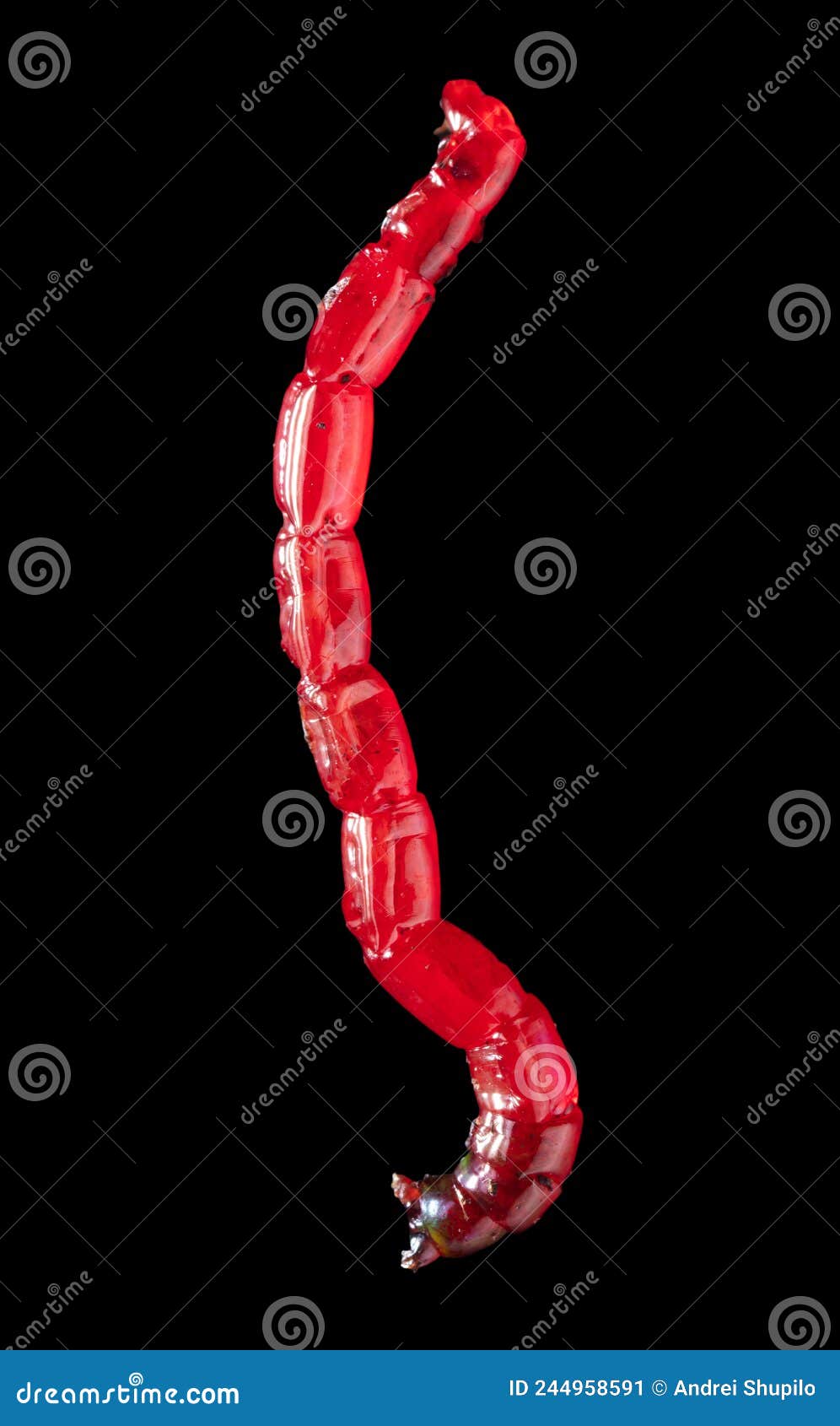 Red Bloodworm Worm Isolated on Black Background. Stock Image - Image of ...