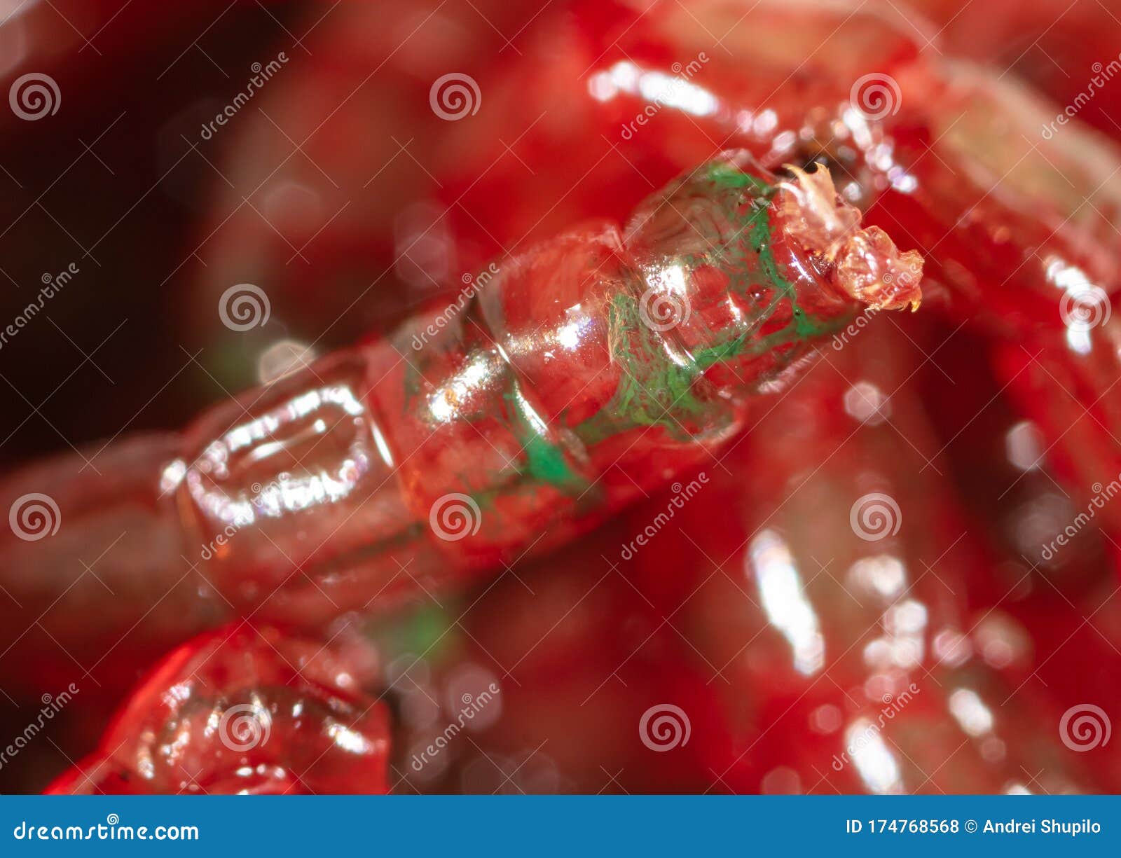 Red Bloodworm Worms As A Background. Stock Photography | CartoonDealer ...