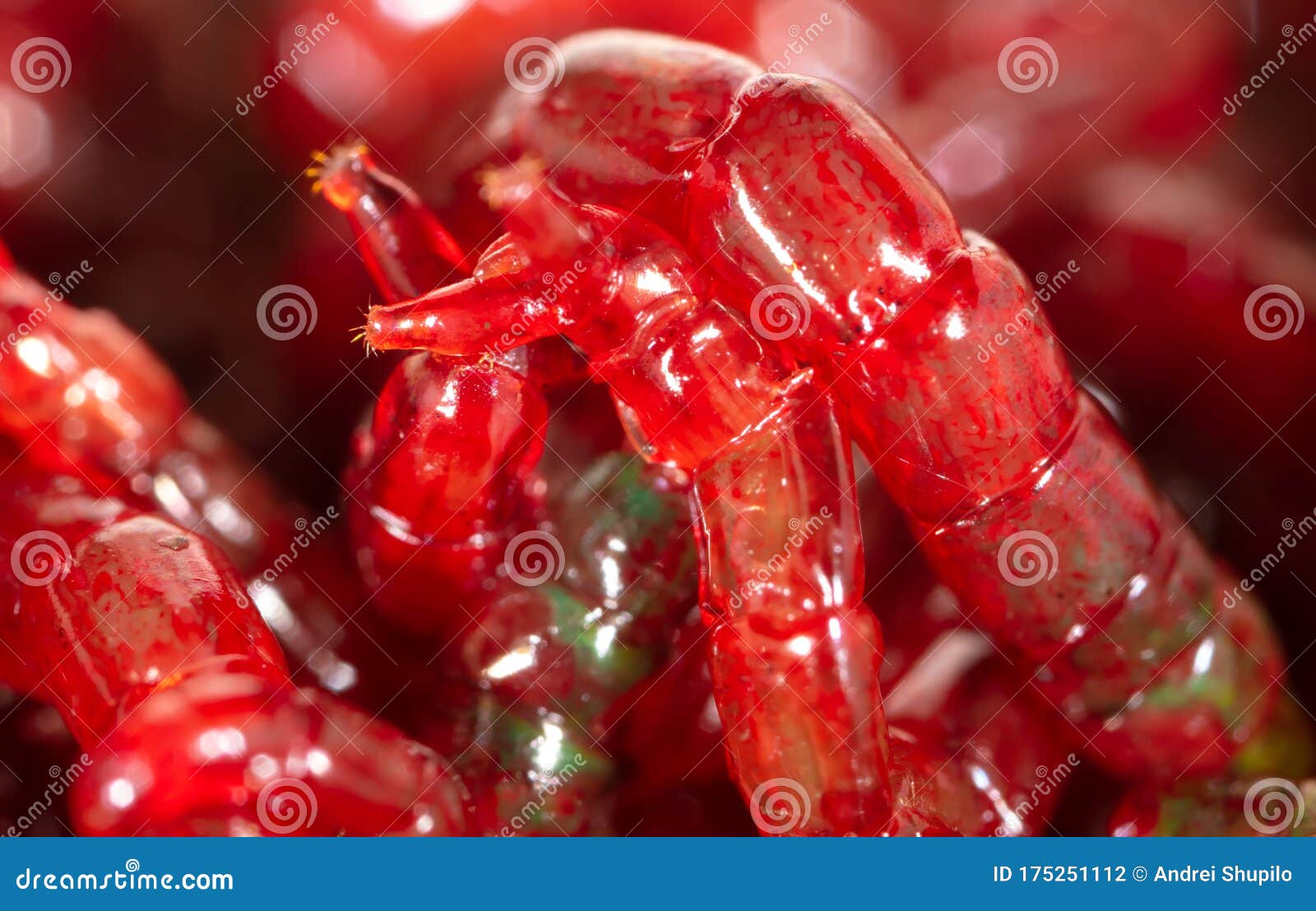 Red Bloodworm Worms As a Background Stock Photo - Image of worm, shiny ...