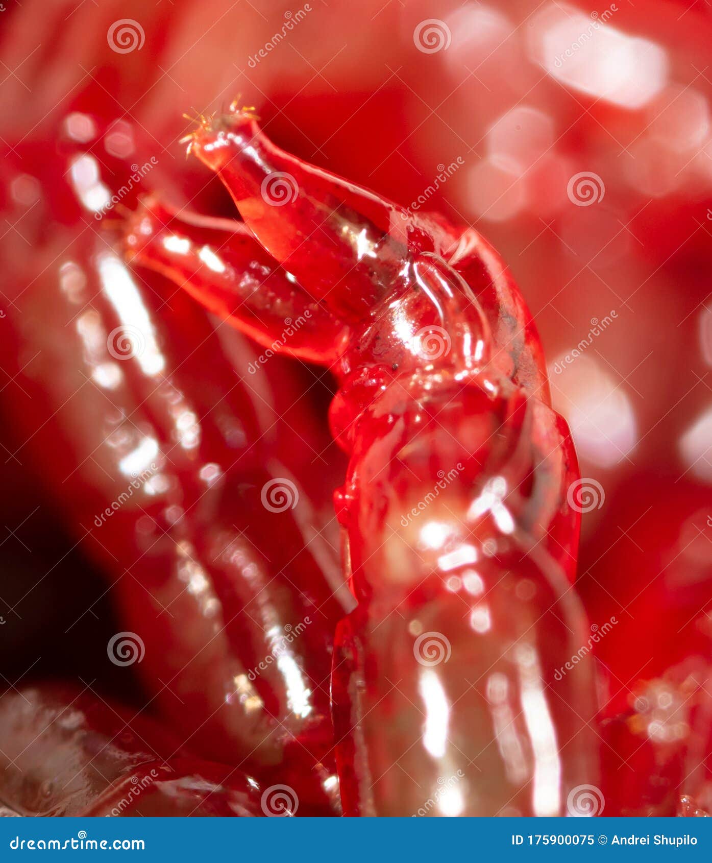 Red Bloodworm Worms As A Background. Royalty-Free Stock Photography ...