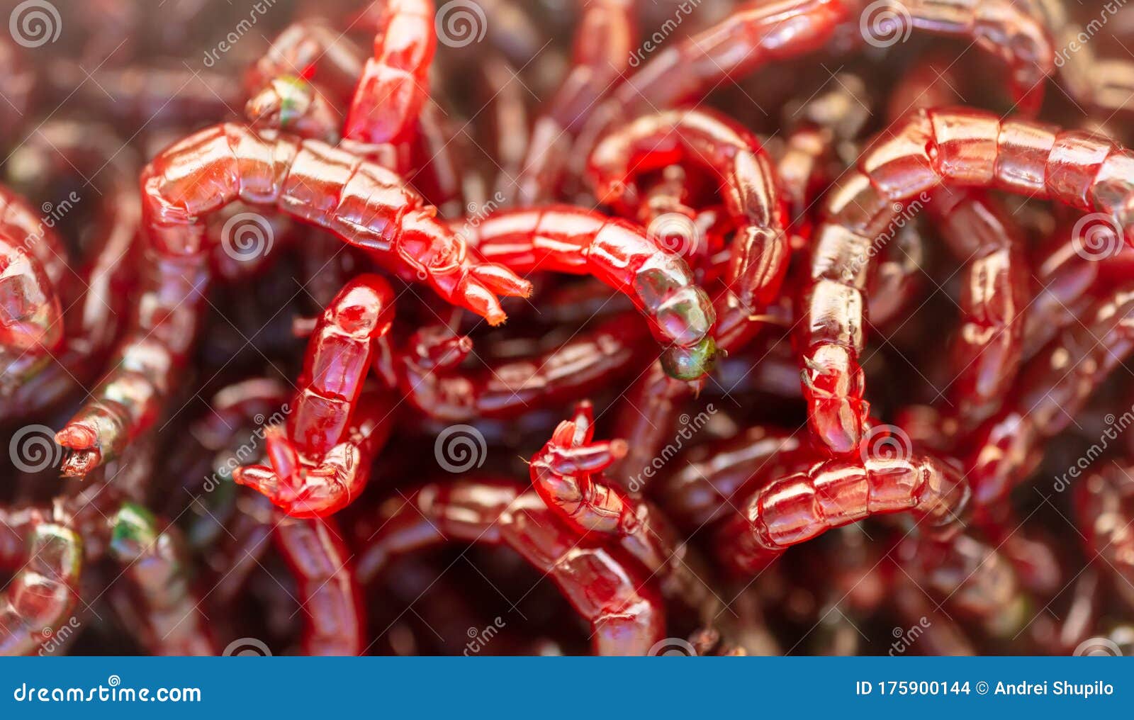 Red Bloodworm Worms As a Background Stock Photo - Image of disgust ...