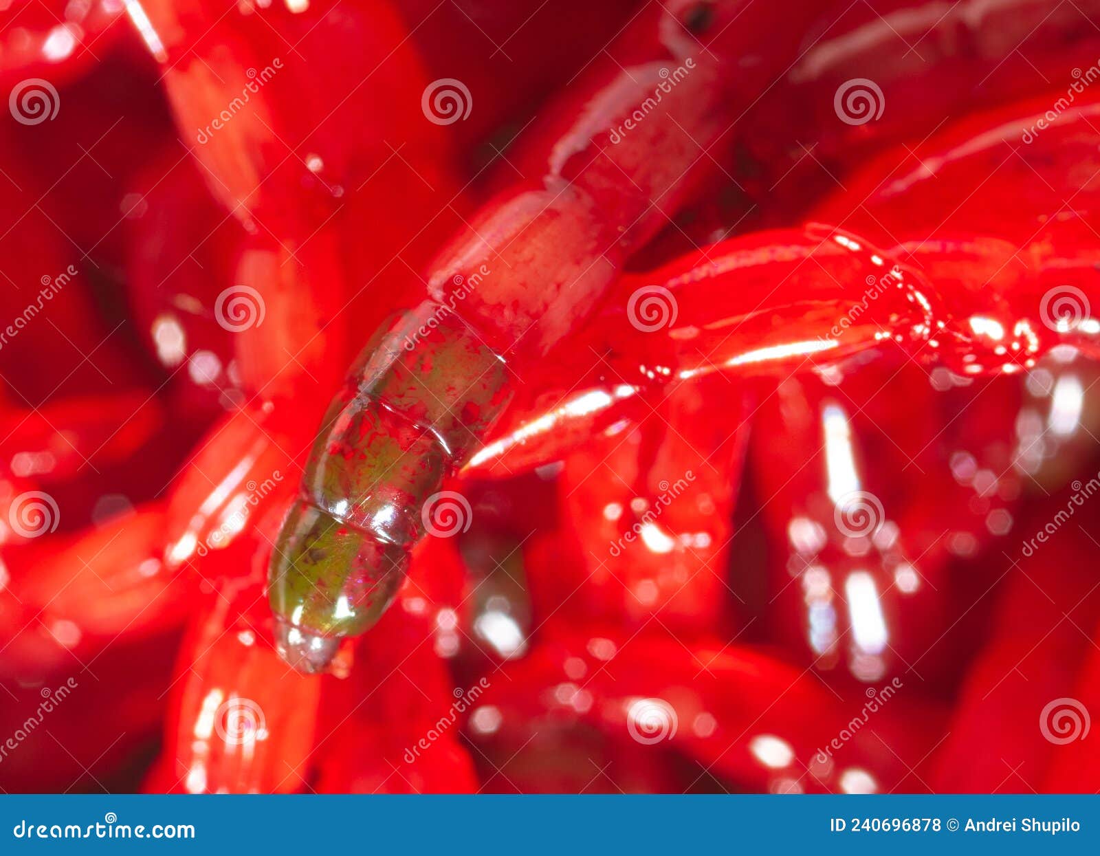 Red Bloodworm Worms As A Background. Stock Photography | CartoonDealer ...