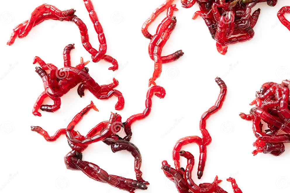 Red Bloodworms Isolated on White Background Stock Image - Image of ...