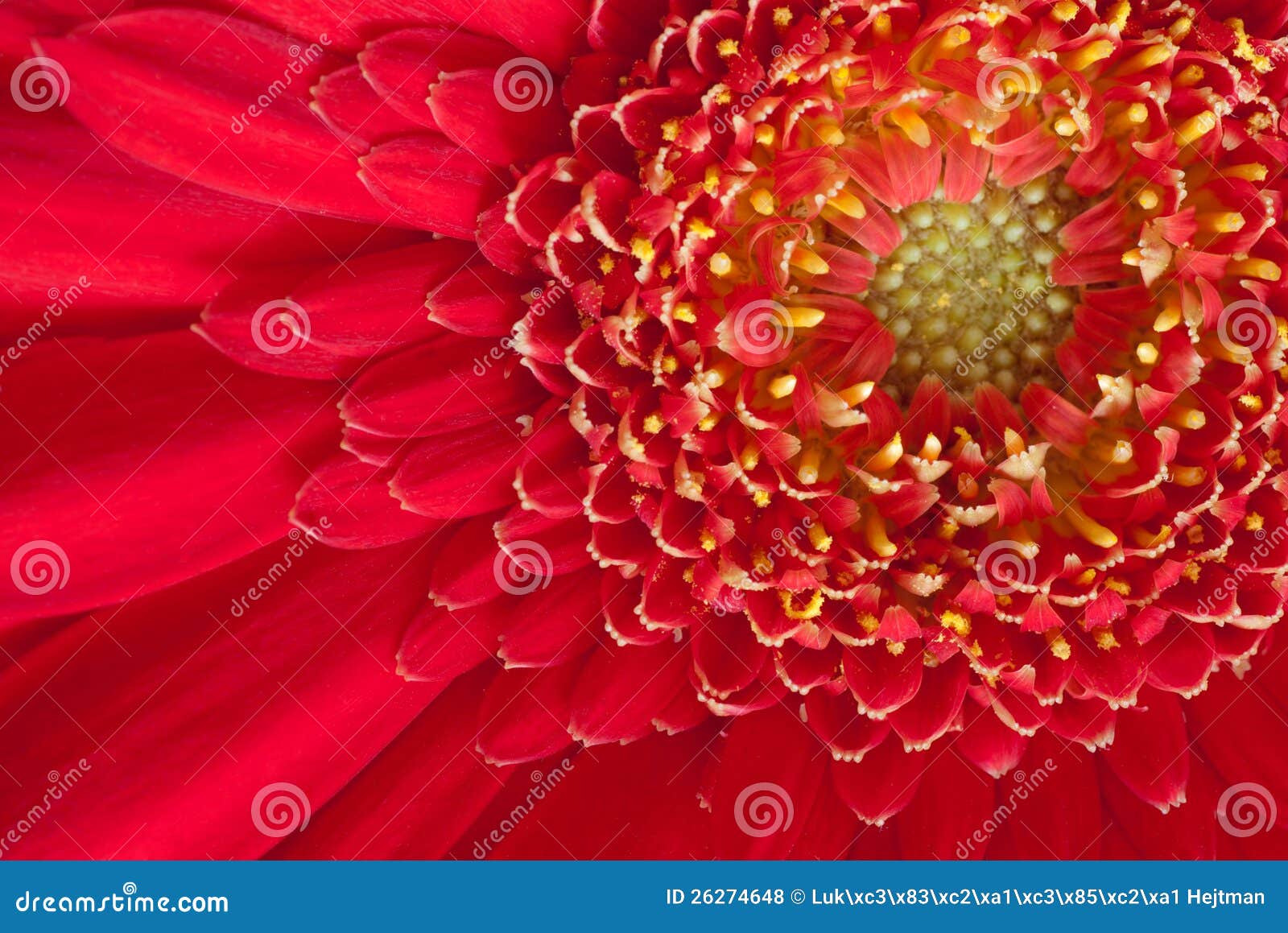 Red bloom stock photo. Image of plant, autumn, closeup - 26274648