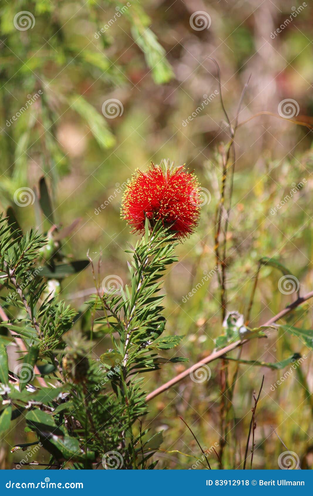 Red bloom stock photo. Image of bloom, bush, green, bloomung - 83912918
