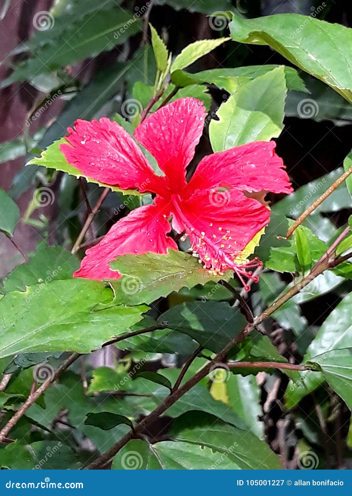 Red bloom flower stock image. Image of garden, bloom - 105001227