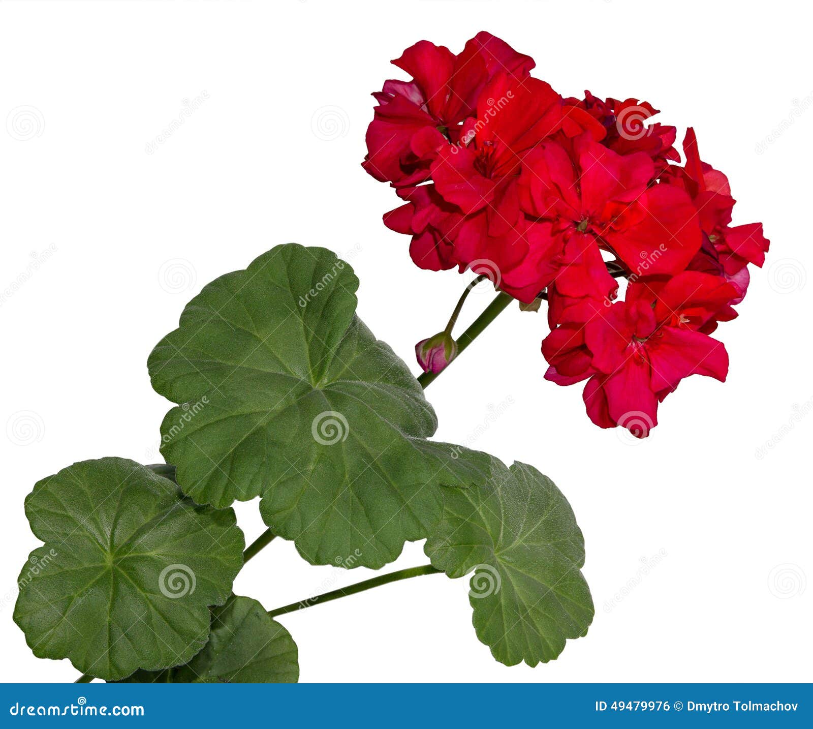 The Red Bloom from a Geranium with Leaves Stock Photo - Image of petal ...