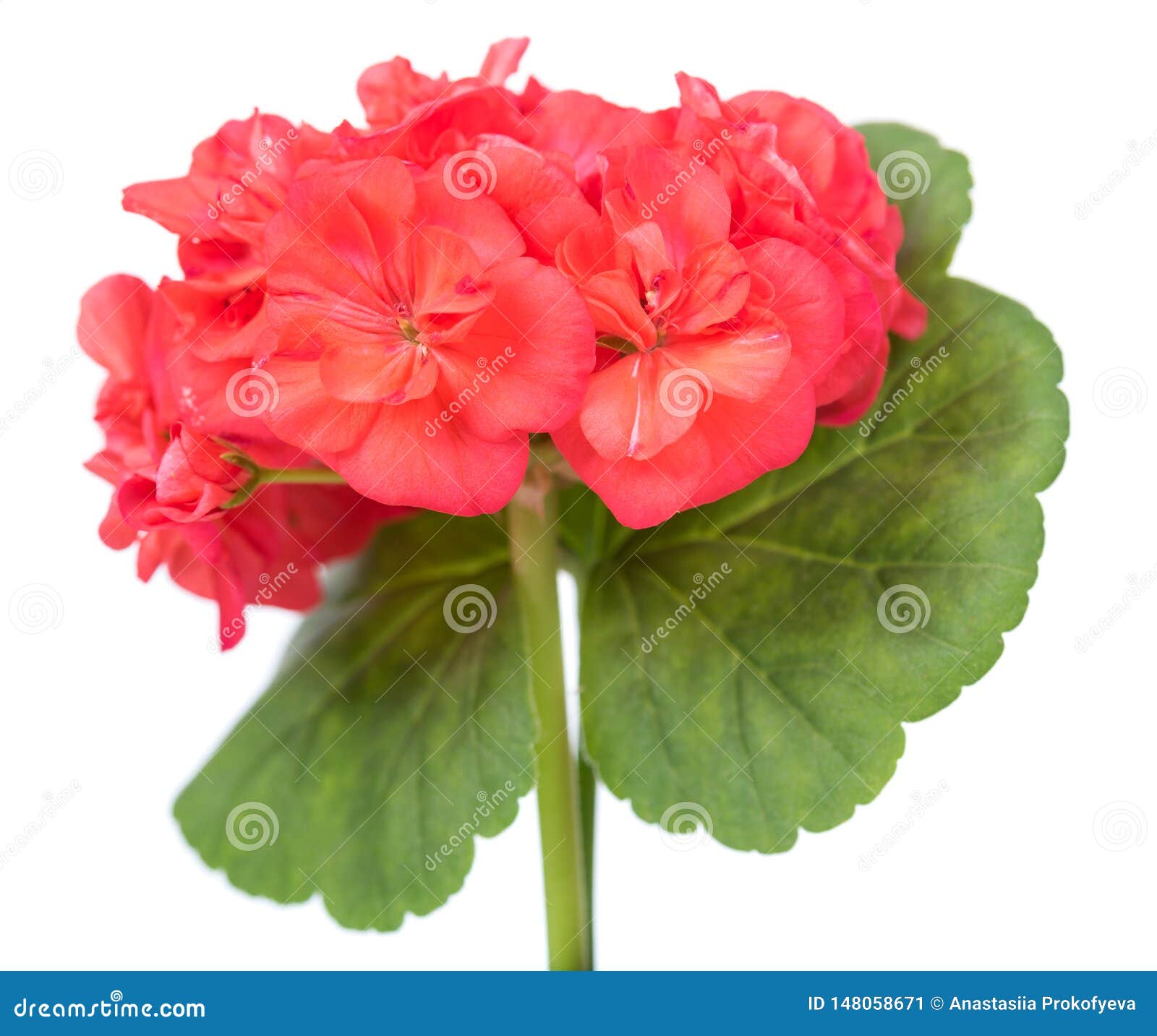 Red geranium flower stock image. Image of geraniaceae - 148058671