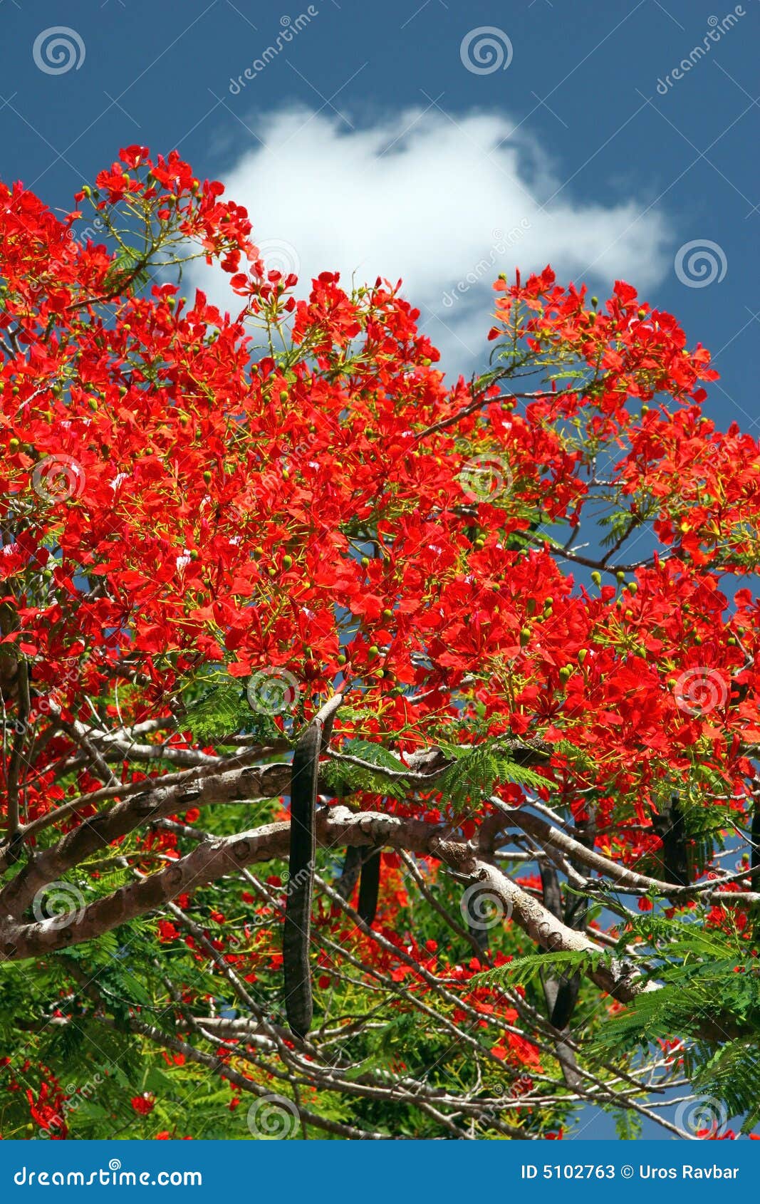 Red blooming bush stock image. Image of national, summer - 5102763