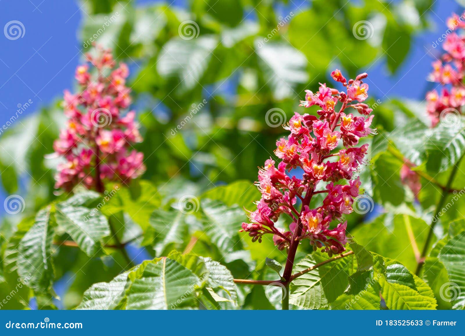 Red Blooming Chestnut Flowers Stock Image - Image of spring, beauty ...