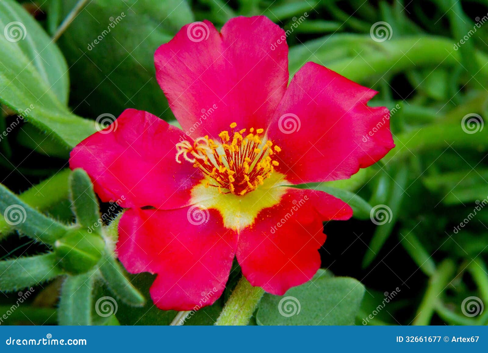 Red blooming flower garden stock image. Image of group - 32661677