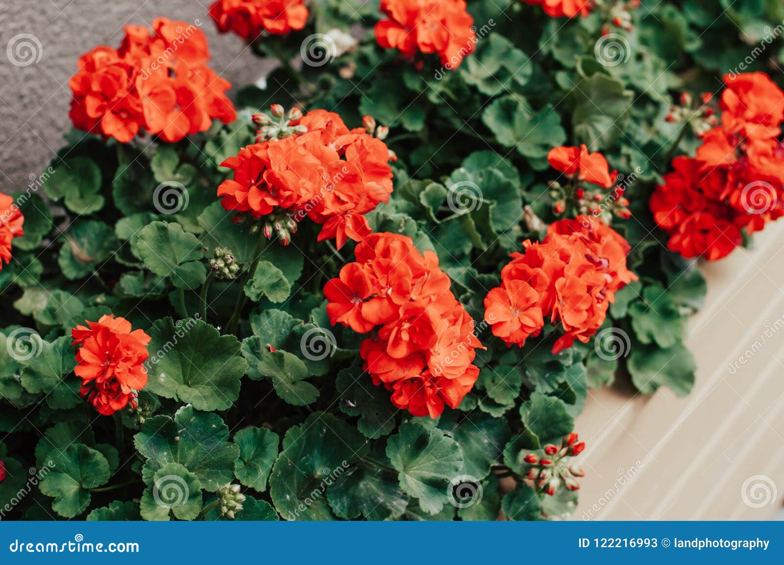 Red Blooming Flowers Closeup in the Box Stock Image - Image of decor ...