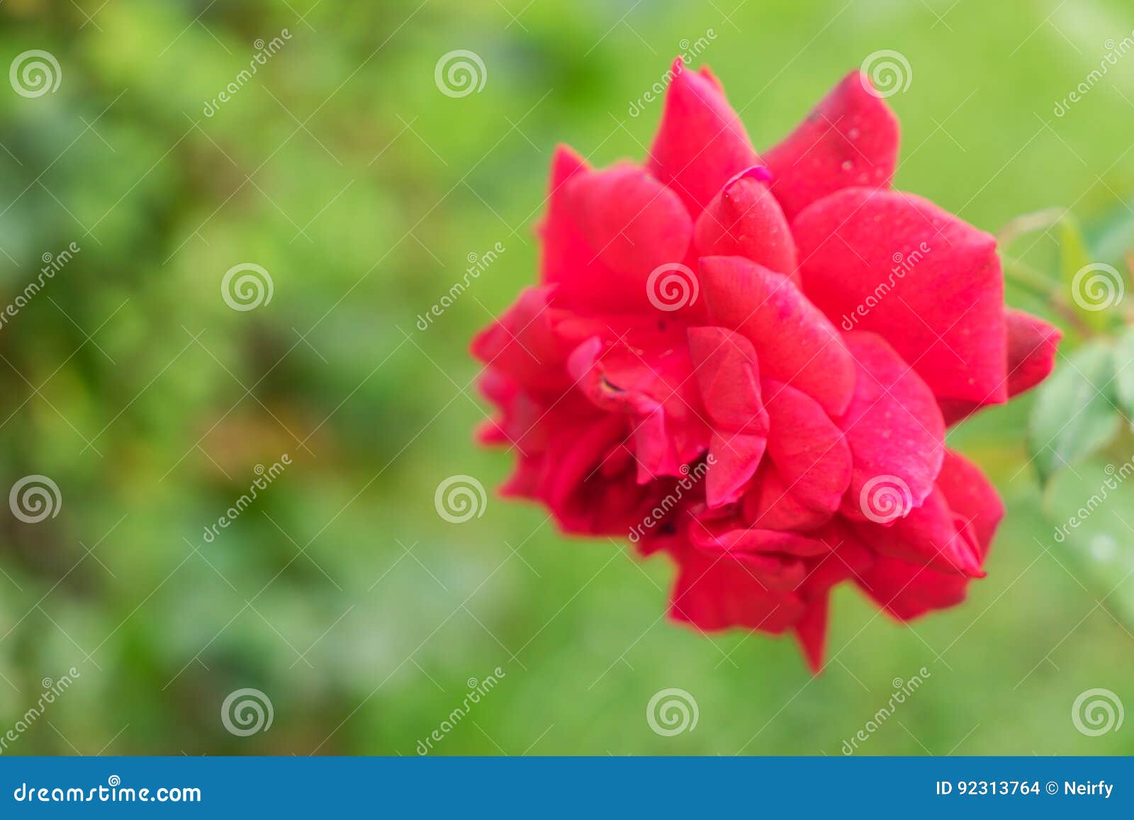 Red blooming rose stock photo. Image of bright, blooming - 92313764