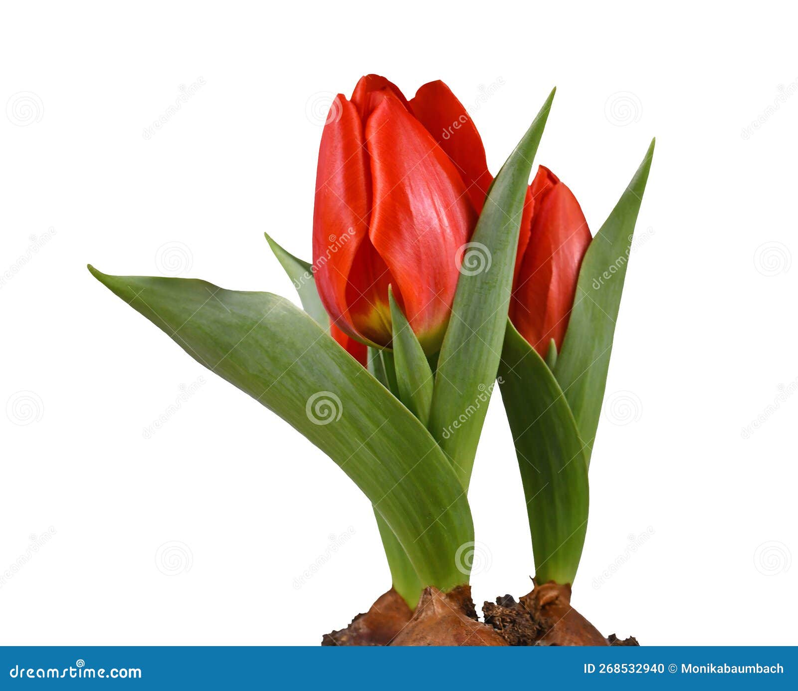 Red Tulip Flowers on Transparent Background Stock Photo - Image of bulb ...