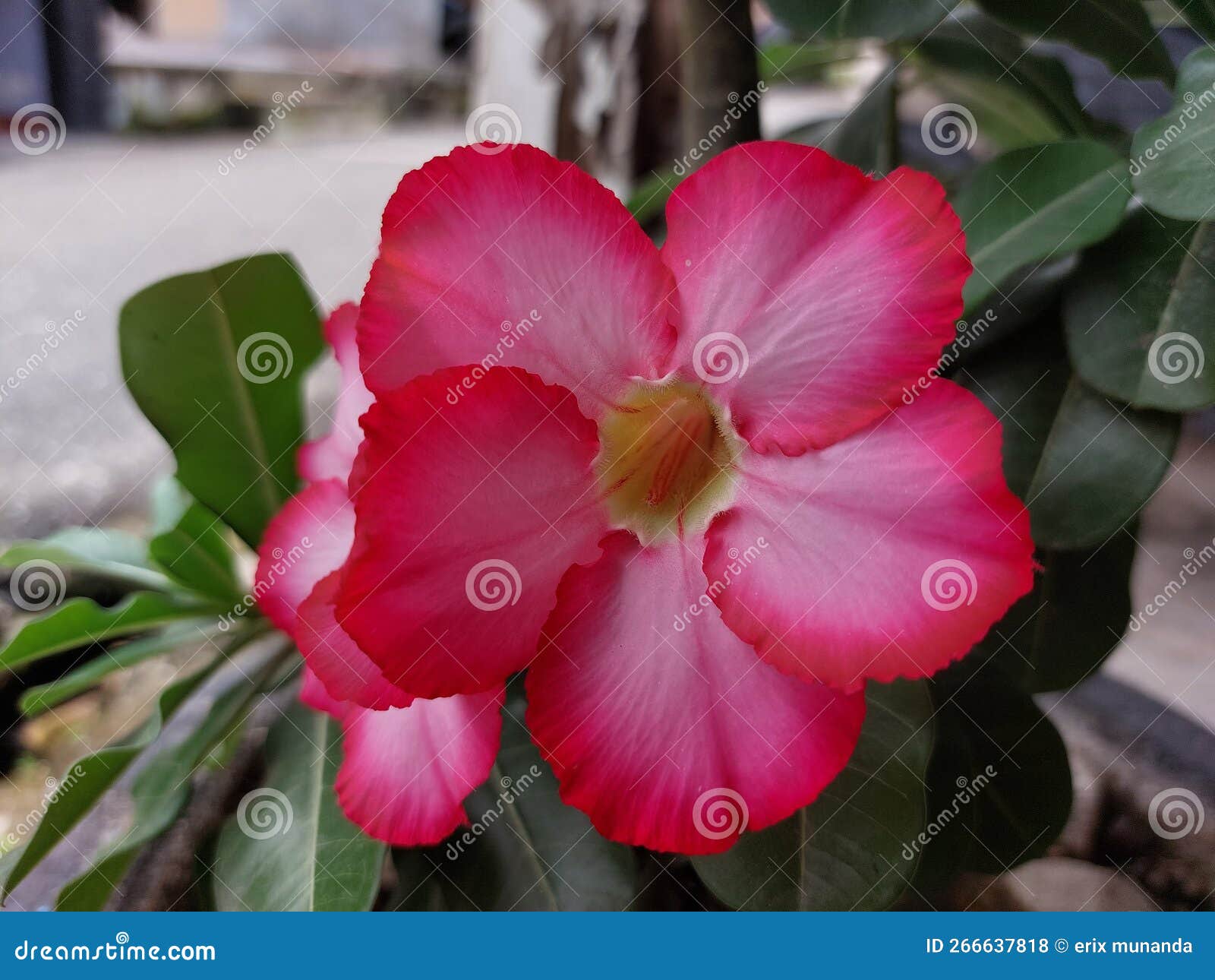 A red bloomy flower. stock photo. Image of lily, pink - 266637818