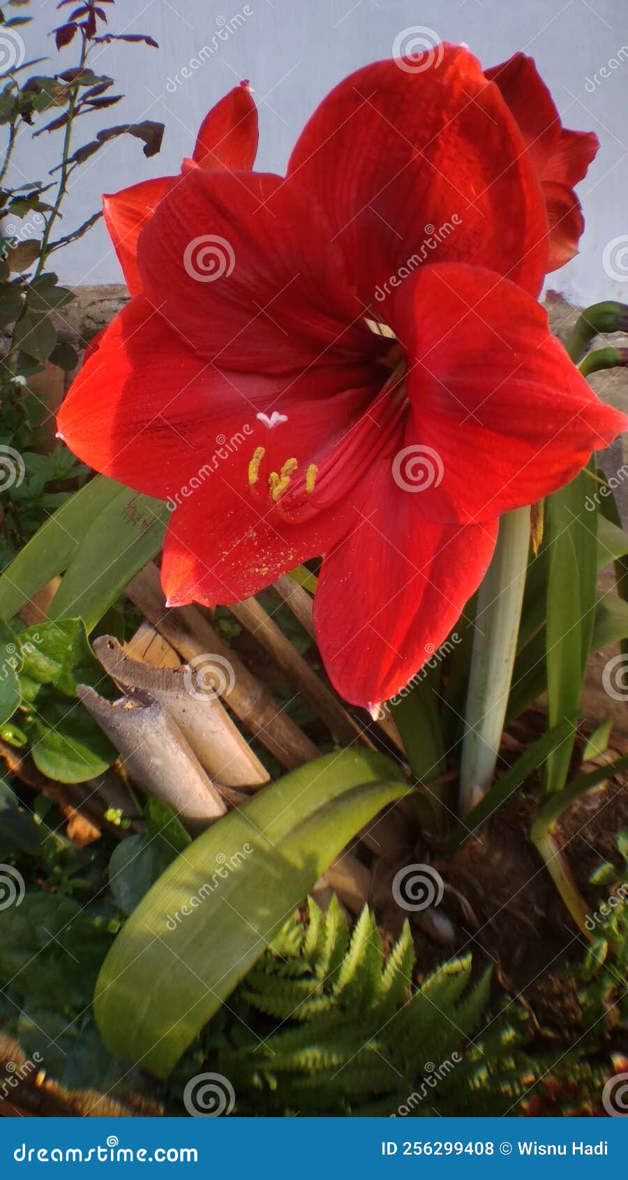 Red blossom flower stock photo. Image of flower, blooming - 256299408