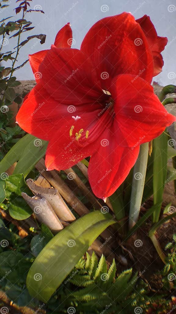 Red blossom flower stock photo. Image of flower, blooming - 256299408