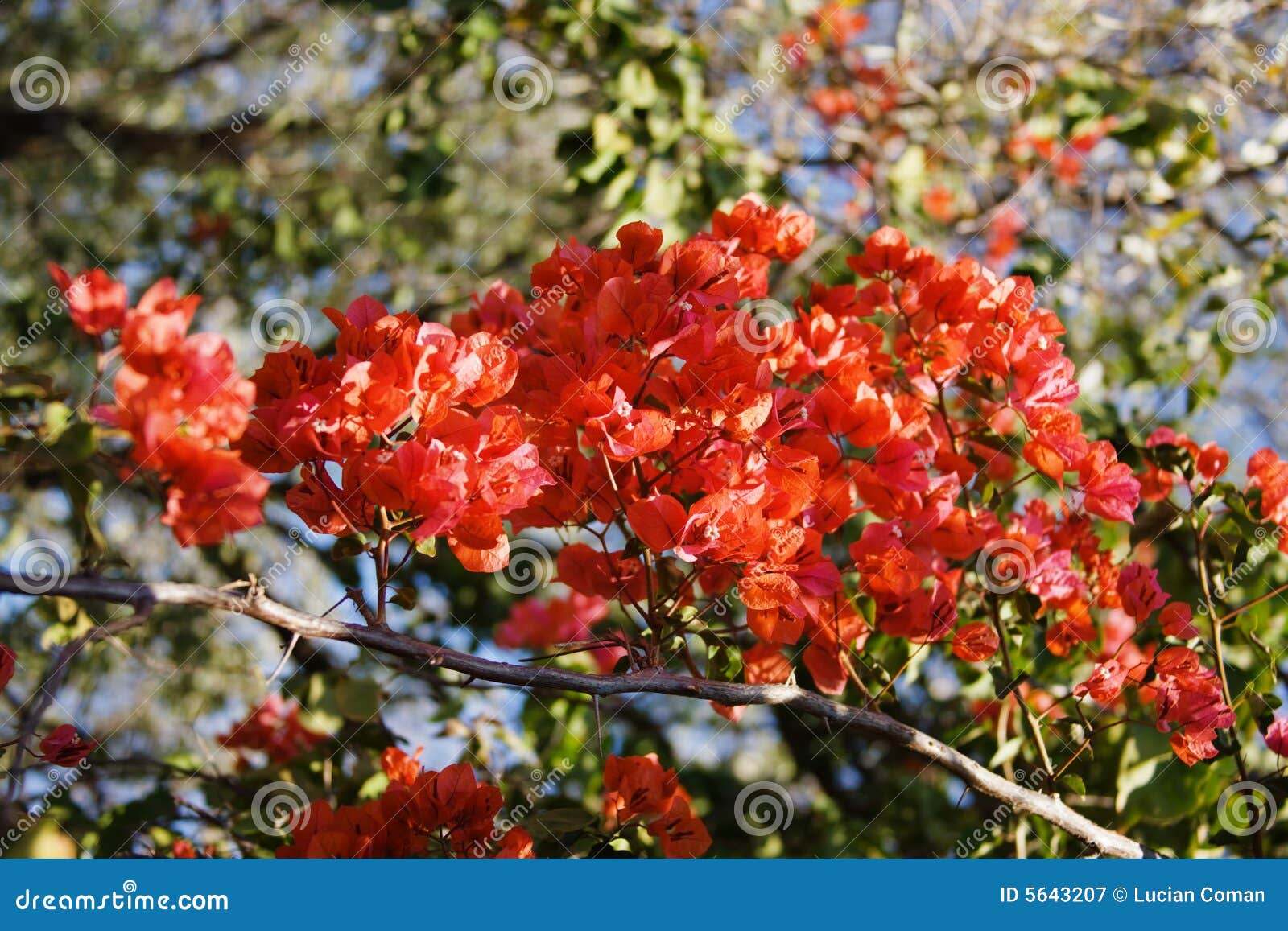 Red blossom on tree stock image. Image of tree, colorful - 5643207