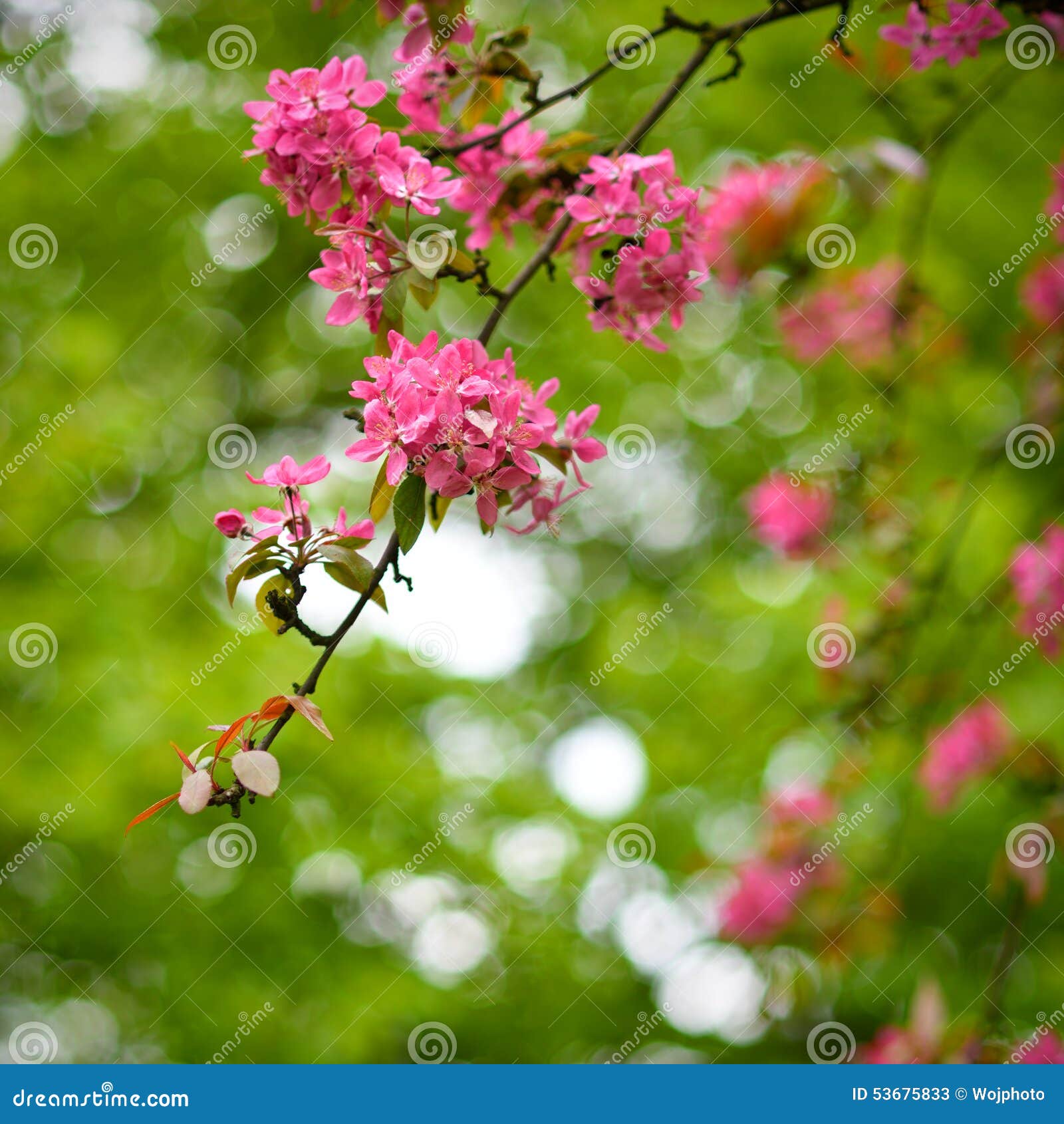 Red Blossom Tree Blooming in Spring Stock Image - Image of fruit ...