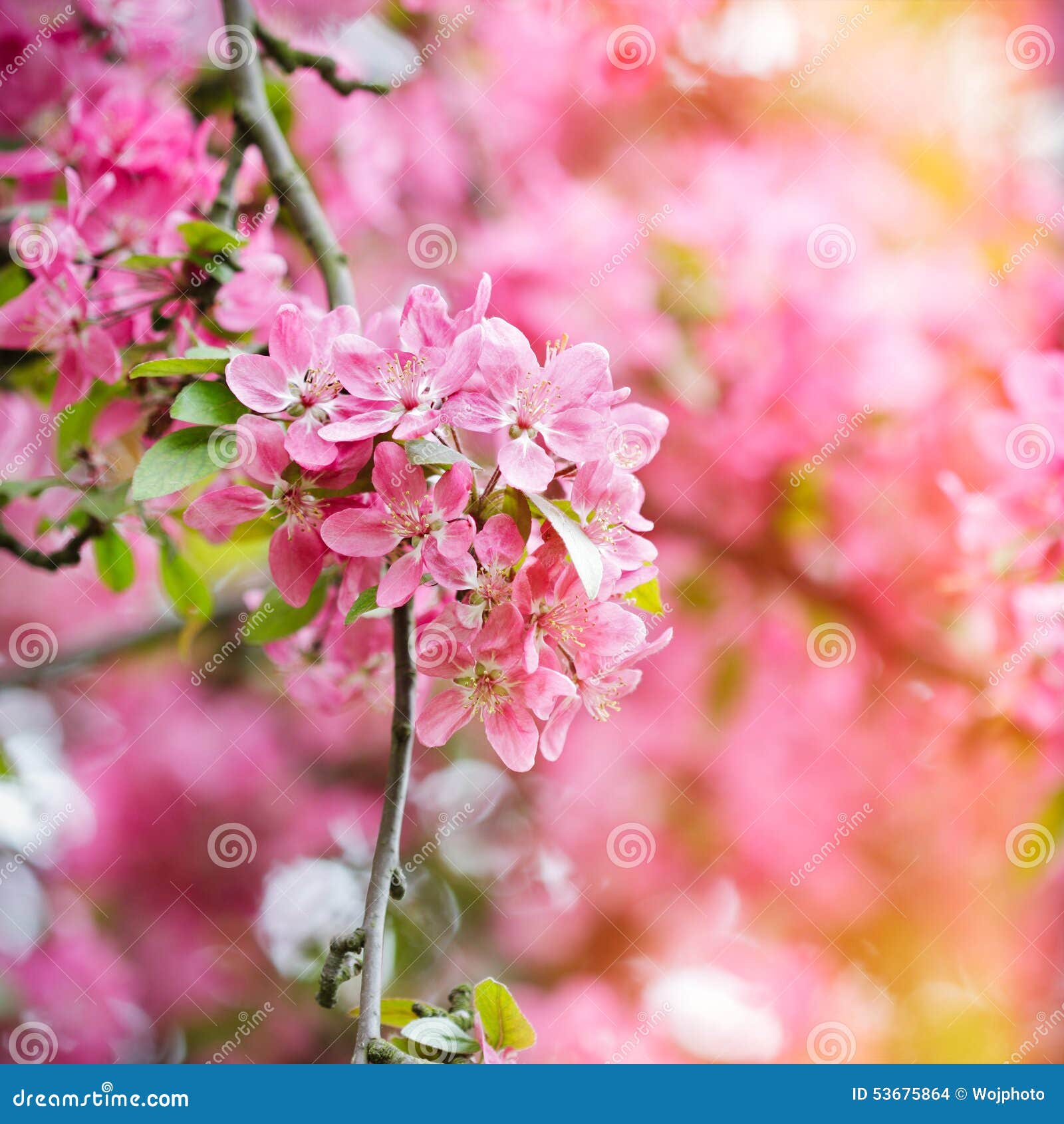 Red Blossom Tree Blooming in Spring Stock Photo - Image of april ...