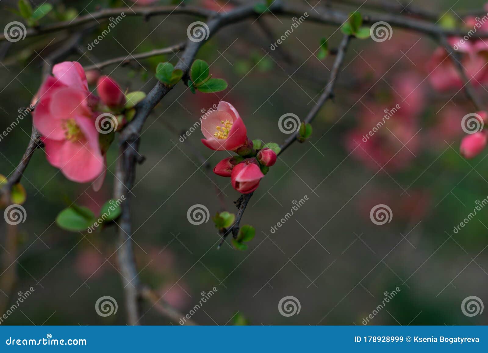 Red Blossom Tree in Springtime Stock Image - Image of gentle, branch ...