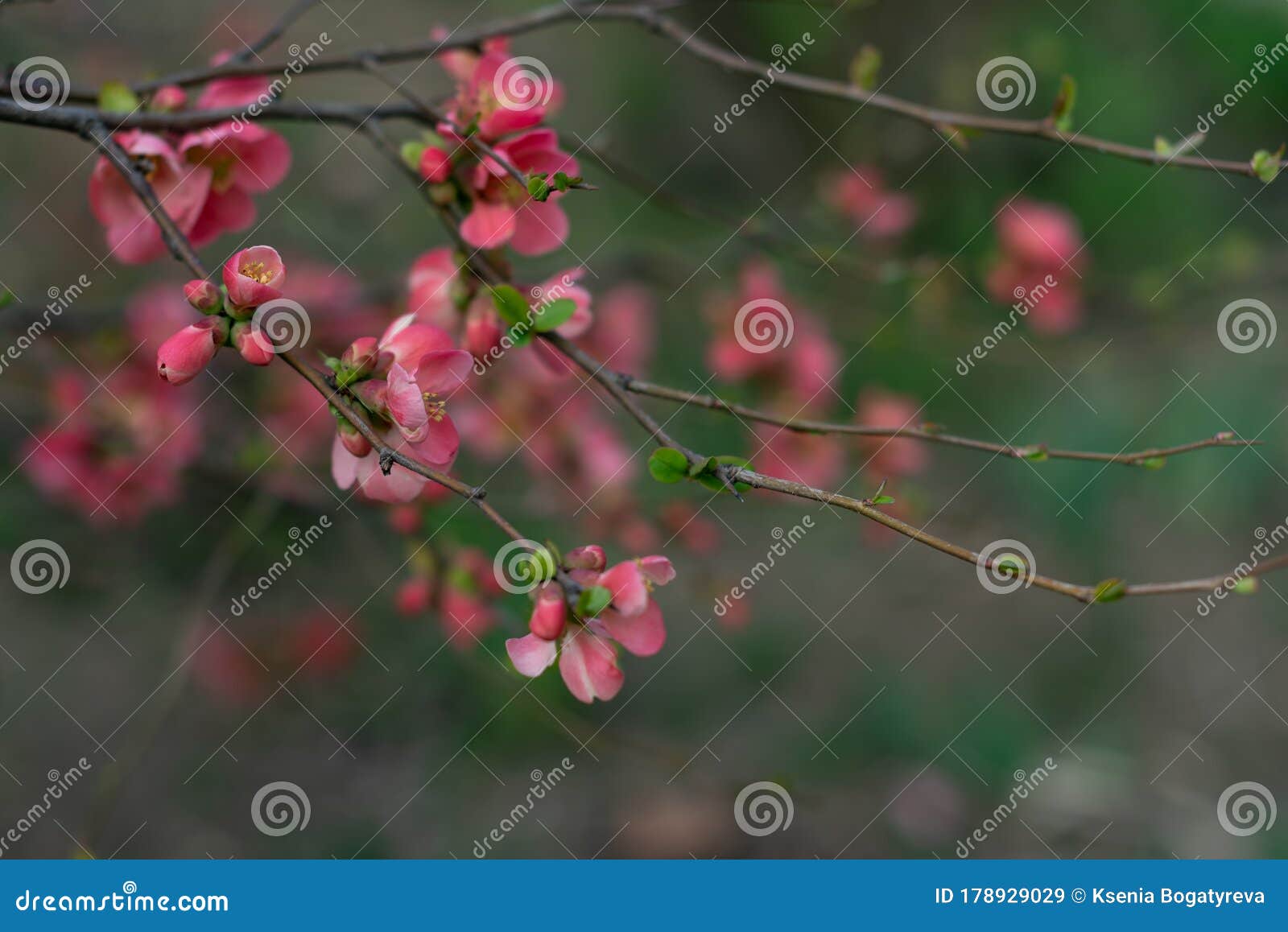Red Blossom Tree in Springtime Stock Image - Image of branch, gentle ...