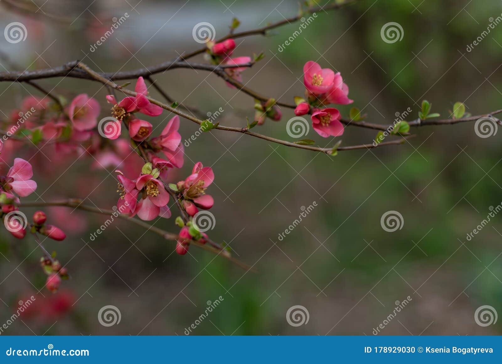 Red Blossom Tree in Springtime Stock Photo - Image of pink, tree: 178929030
