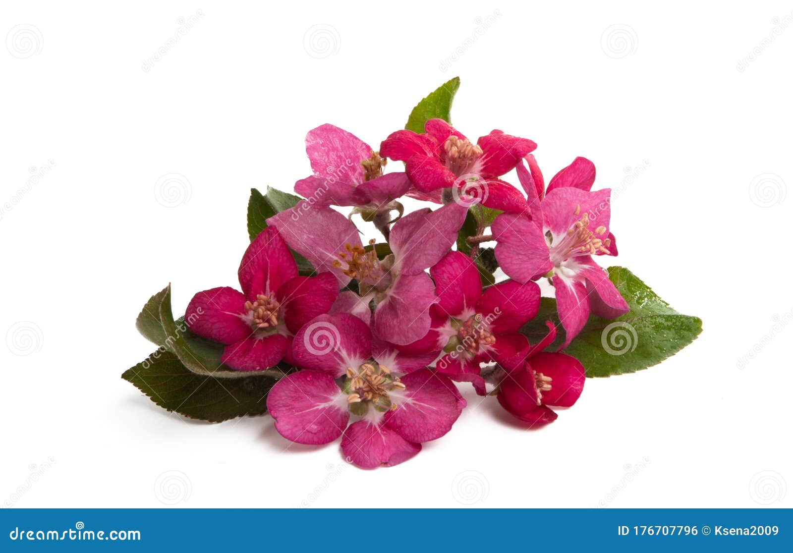 Red blossoms of apple tree stock photo. Image of delicate - 176707796
