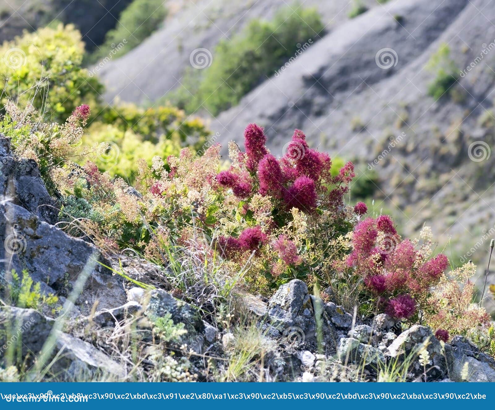 Pericopae Wood Stock Photos - Free & Royalty-Free Stock Photos from ...