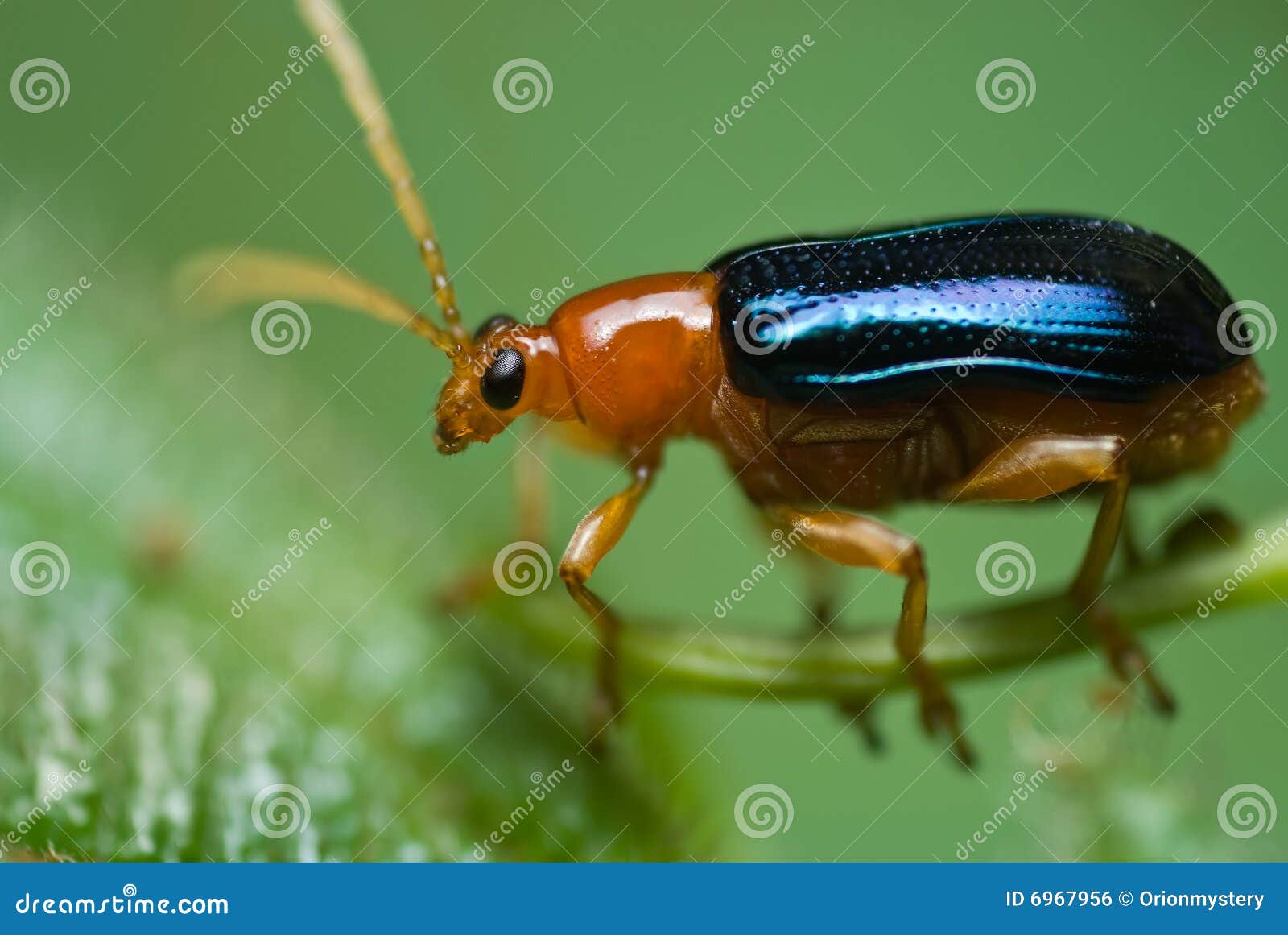 Red and blue beetle stock photo. Image of wilderness, insect - 6967956