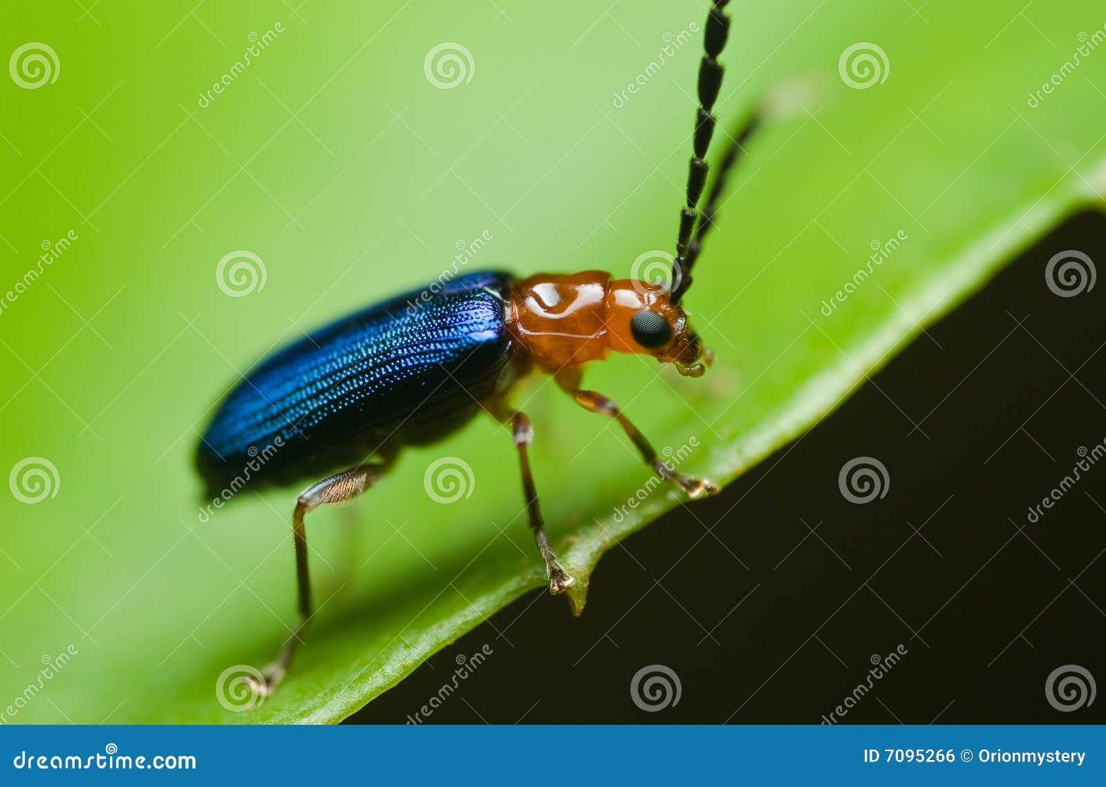 Oulema Melanopus Stock Photography | CartoonDealer.com #30958202