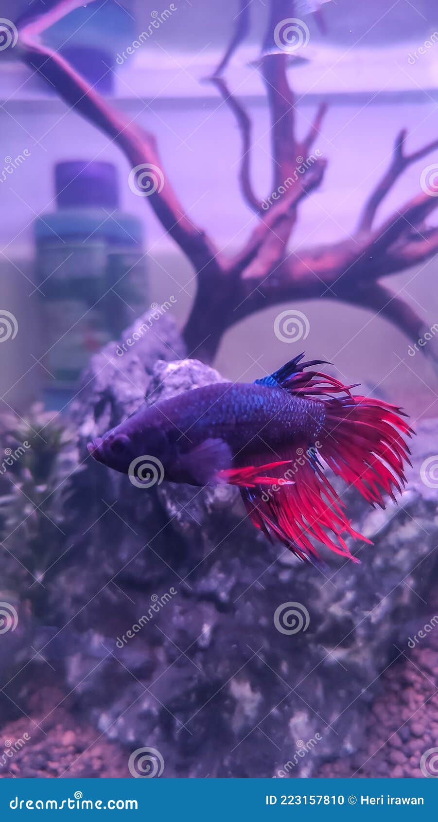 Red and Blue Betta Fish in the Aquarium Stock Photo - Image of aquarium ...