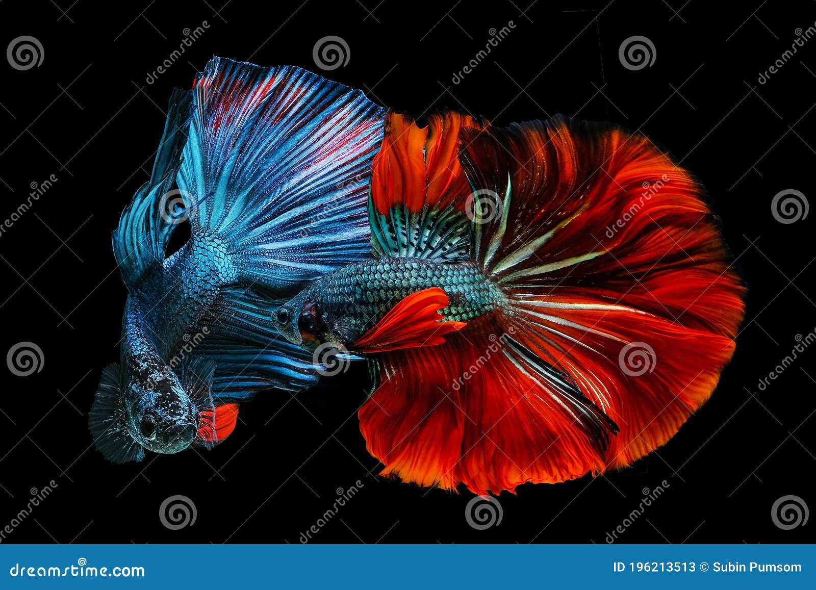 Red and Blue Betta Fish Siamese Fighting on Black Background Stock ...