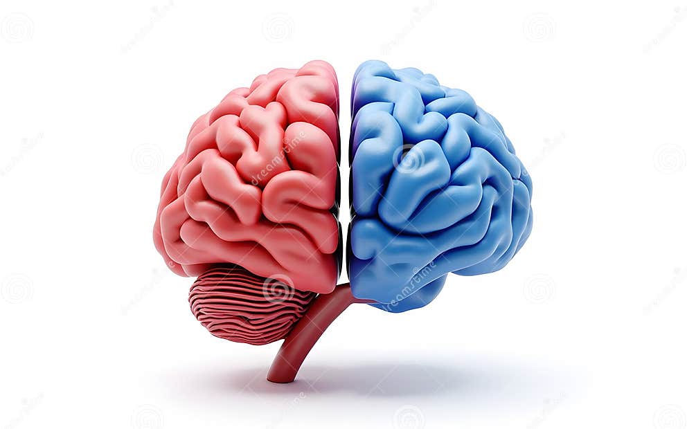 Red Blue Brain Connected Representing, 3D Render, Human Brain, Split Hemispheres Stock ...